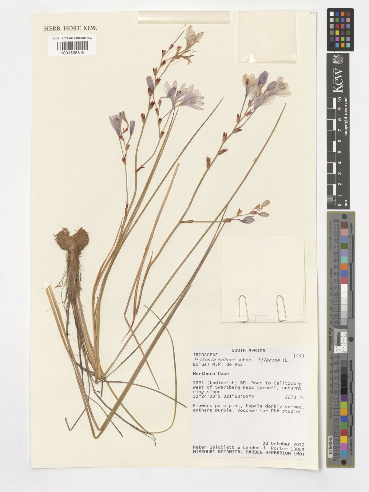 Tritonia bakeri subsp. lilacina (L.Bolus) M.P.de Vos | Plants of the ...