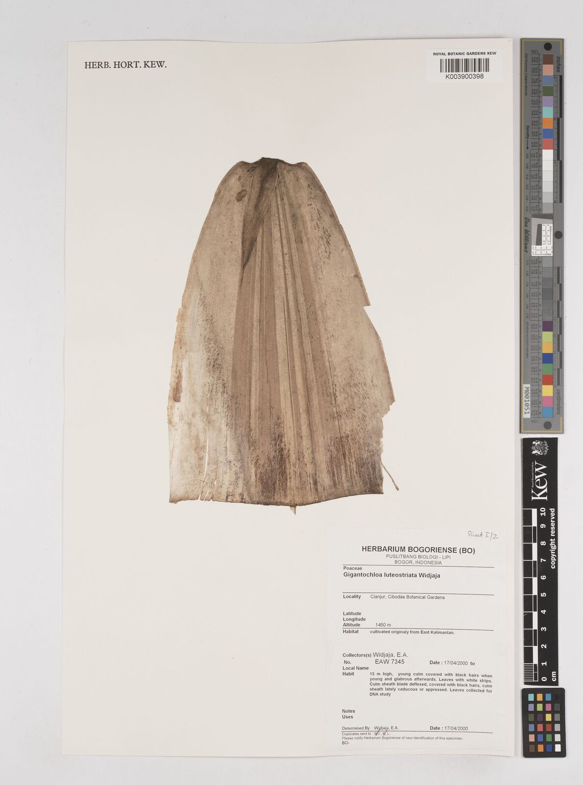 Gigantochloa luteostriata Widjaja | Plants of the World Online | Kew ...