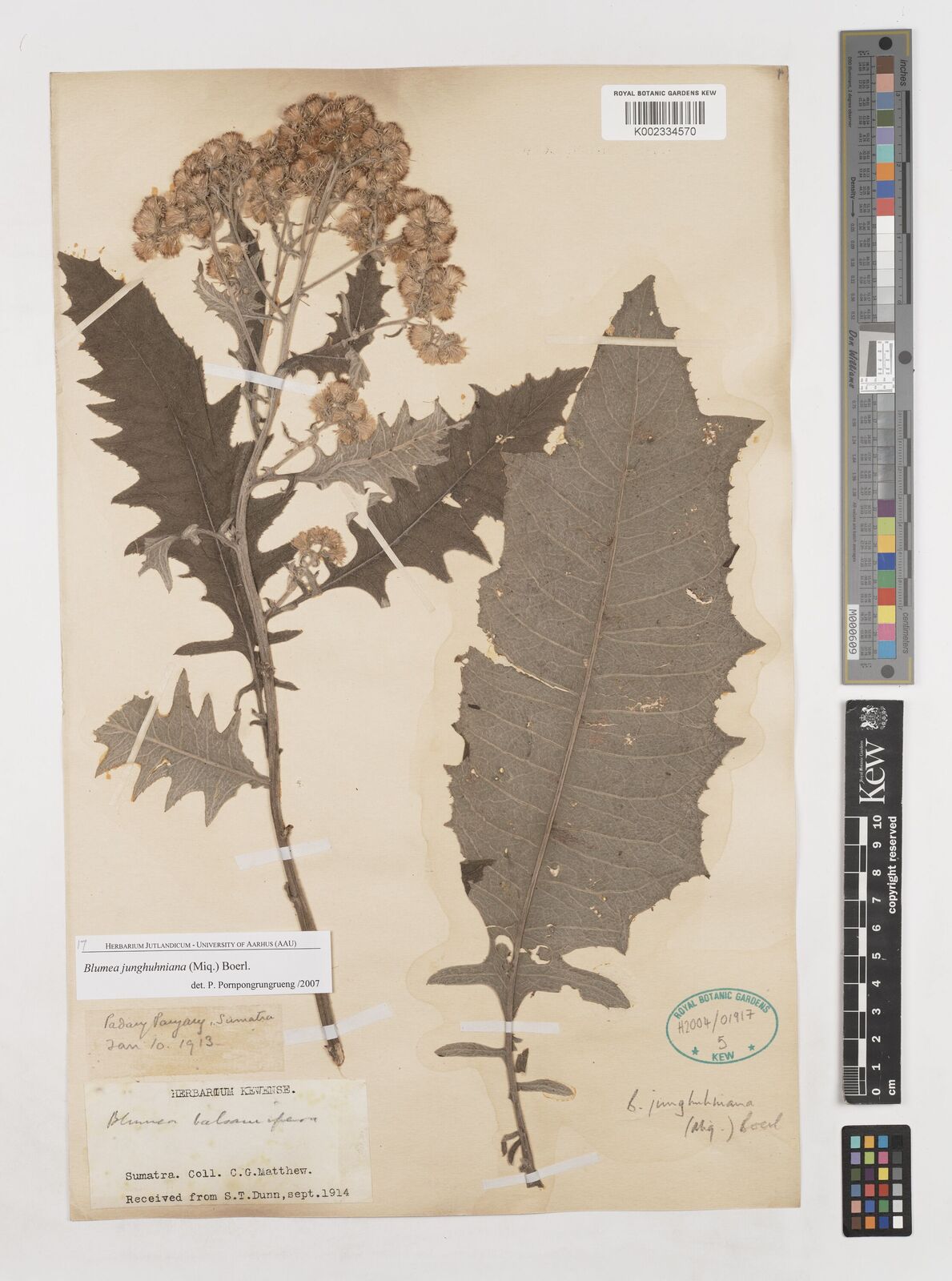 Blumea junghuhniana (Miq.) Boerl. | Plants of the World Online | Kew ...