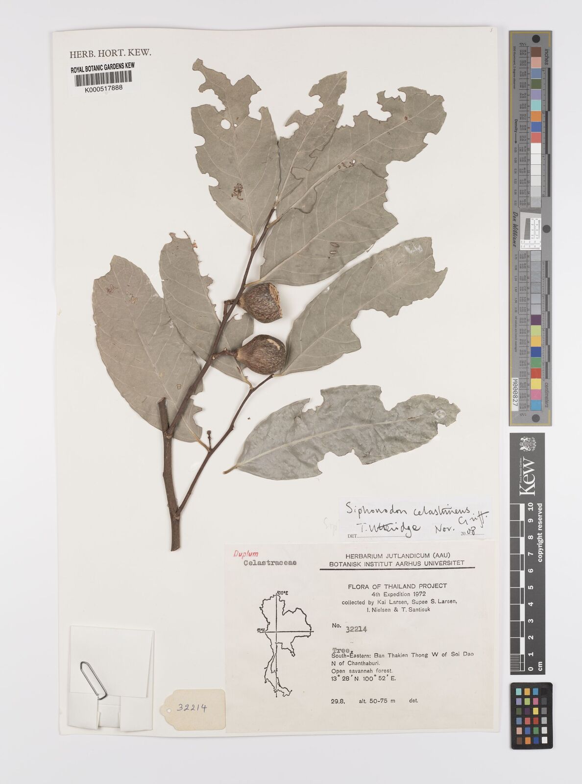 Siphonodon celastrineus Griff. | Plants of the World Online | Kew Science