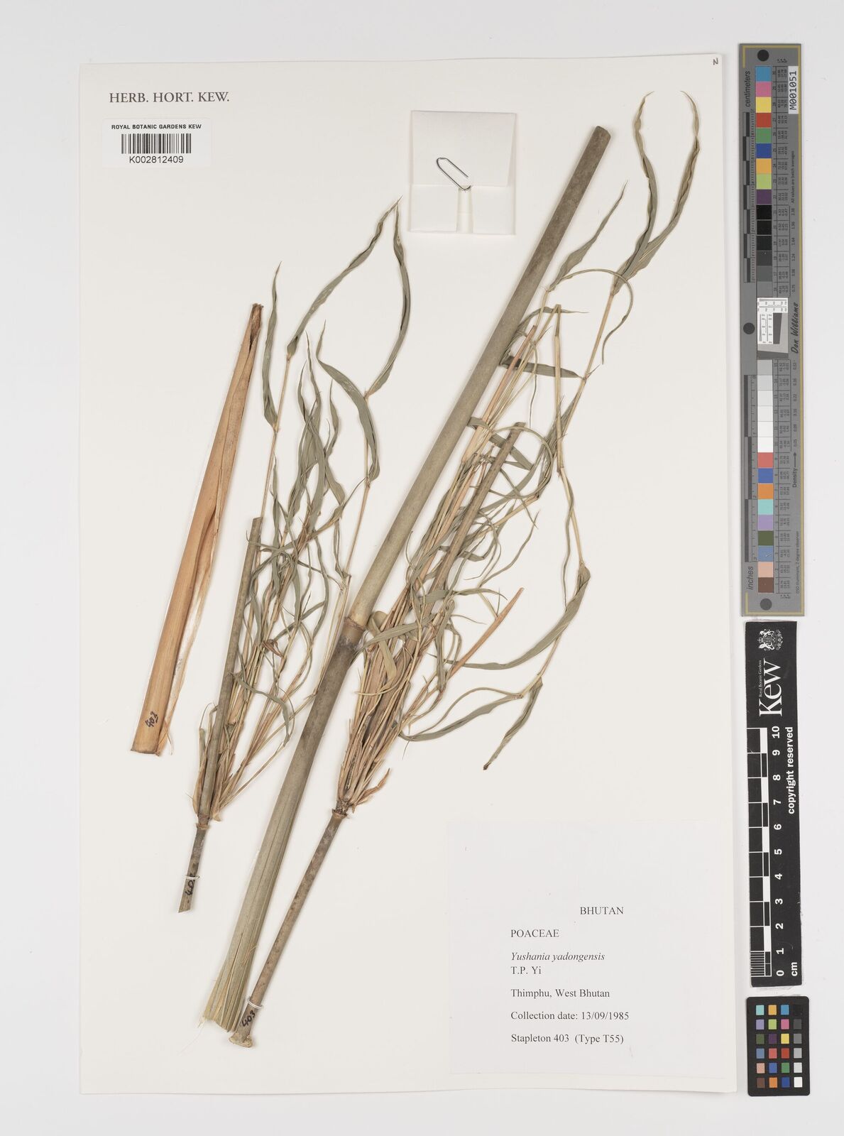 Yushania yadongensis T.P.Yi | Plants of the World Online | Kew Science