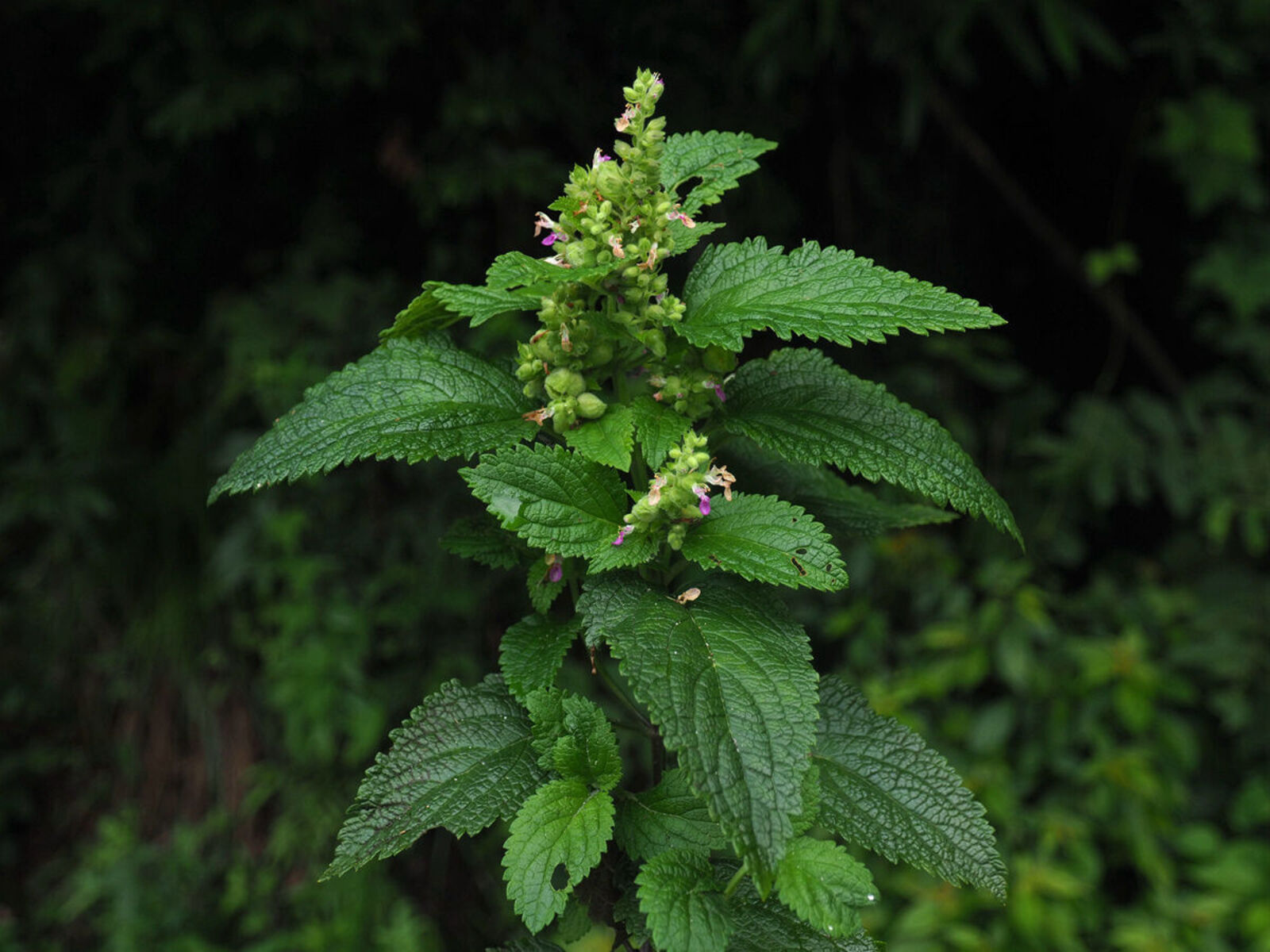 Teucrium viscidum Blume | Plants of the World Online | Kew Science