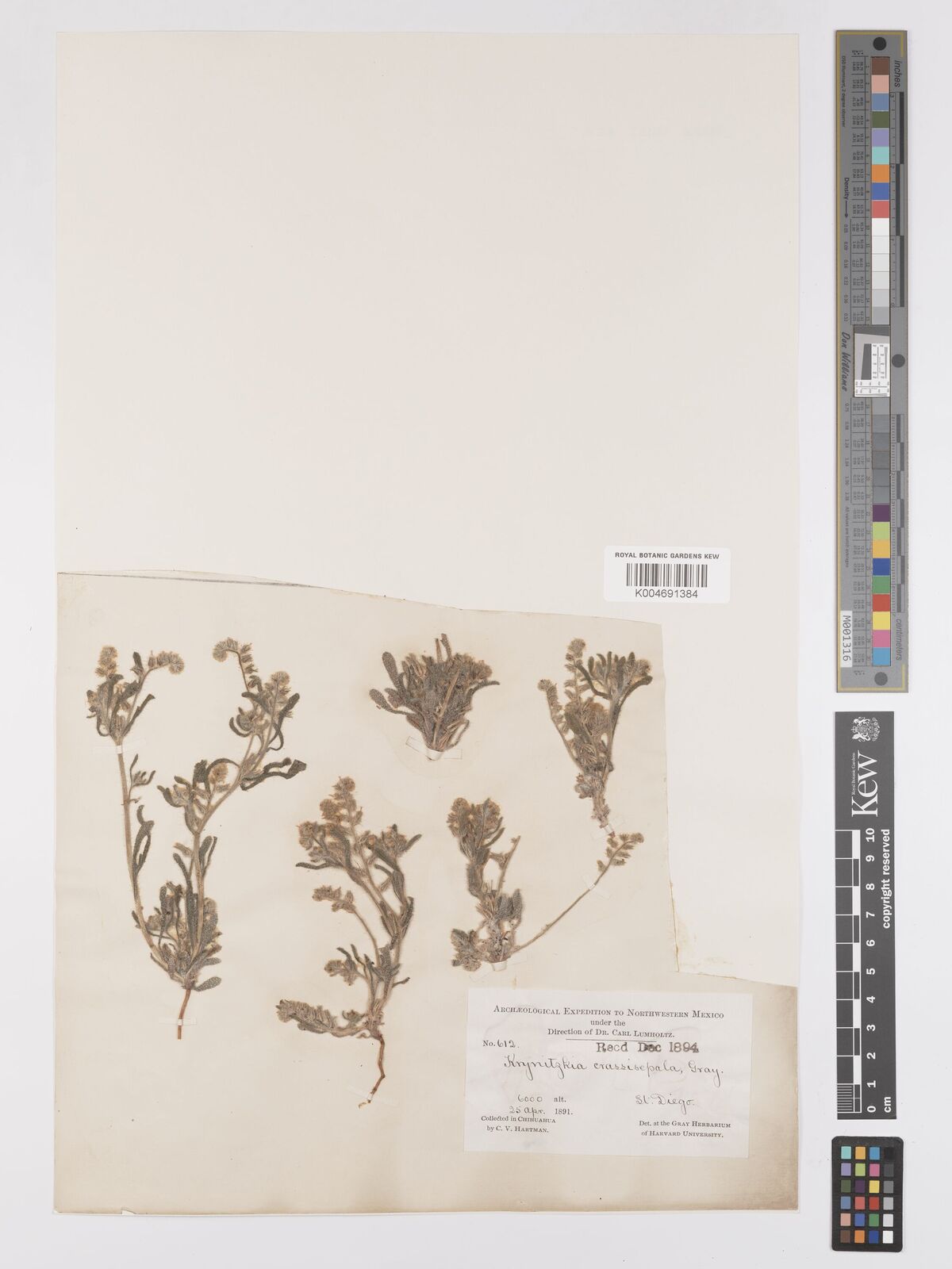 Cryptantha crassisepala (Torr. & A.Gray) Greene | Plants of the World ...