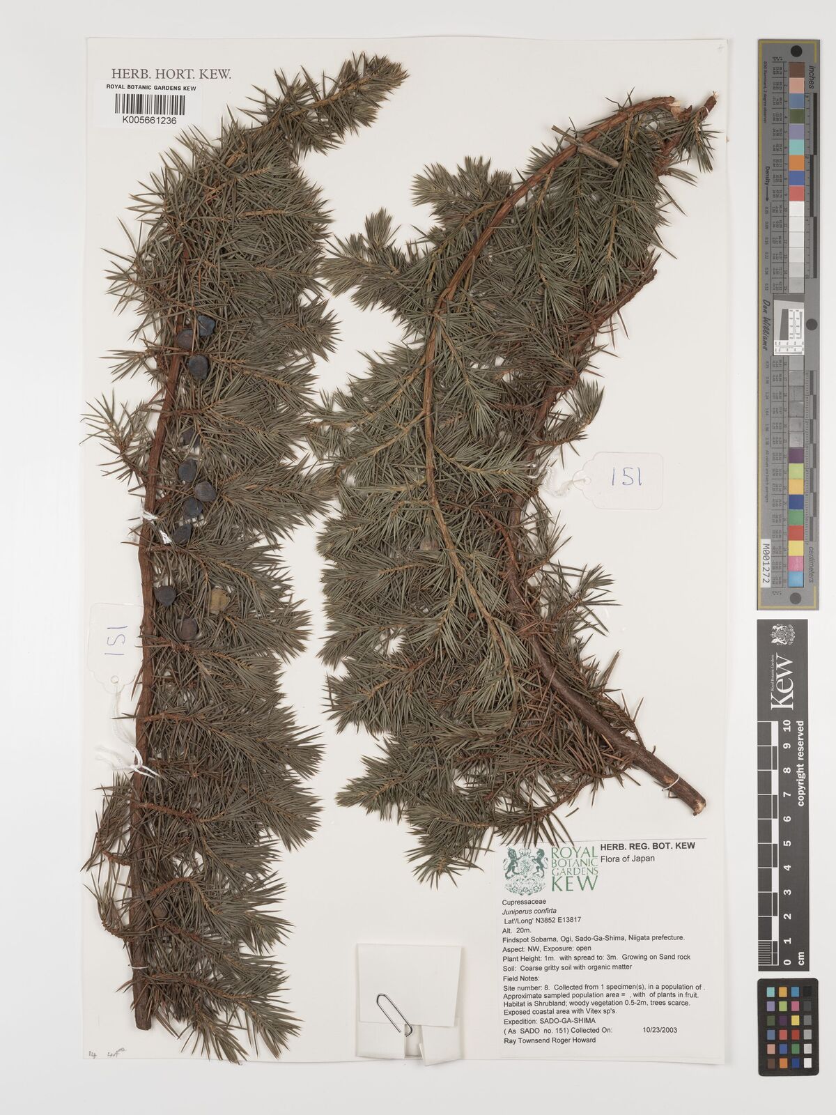 Juniperus rigida var. conferta (Parl.) Patschke | Plants of the World ...