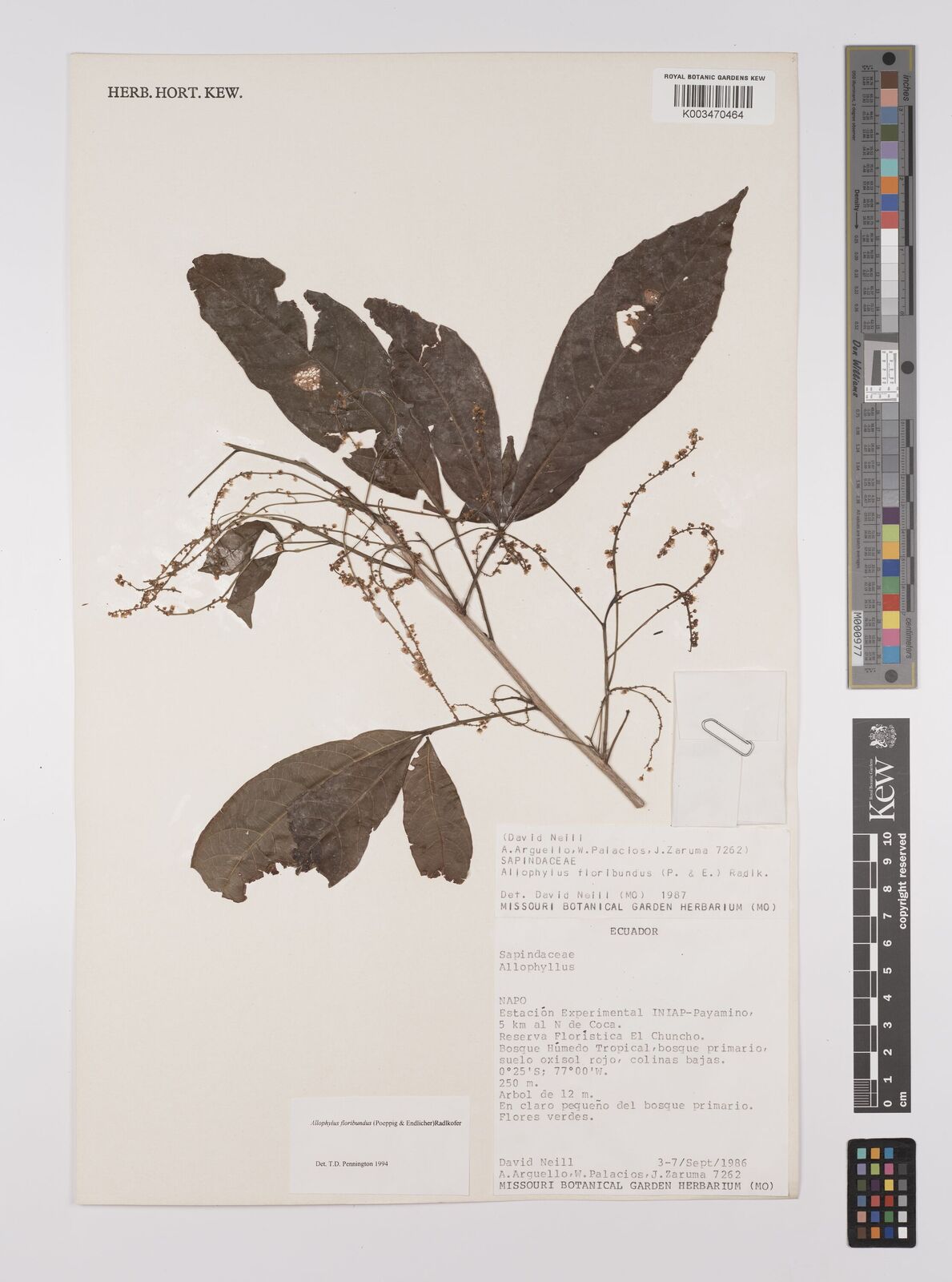 Allophylus floribundus (Poepp.) Radlk. | Plants of the World Online ...