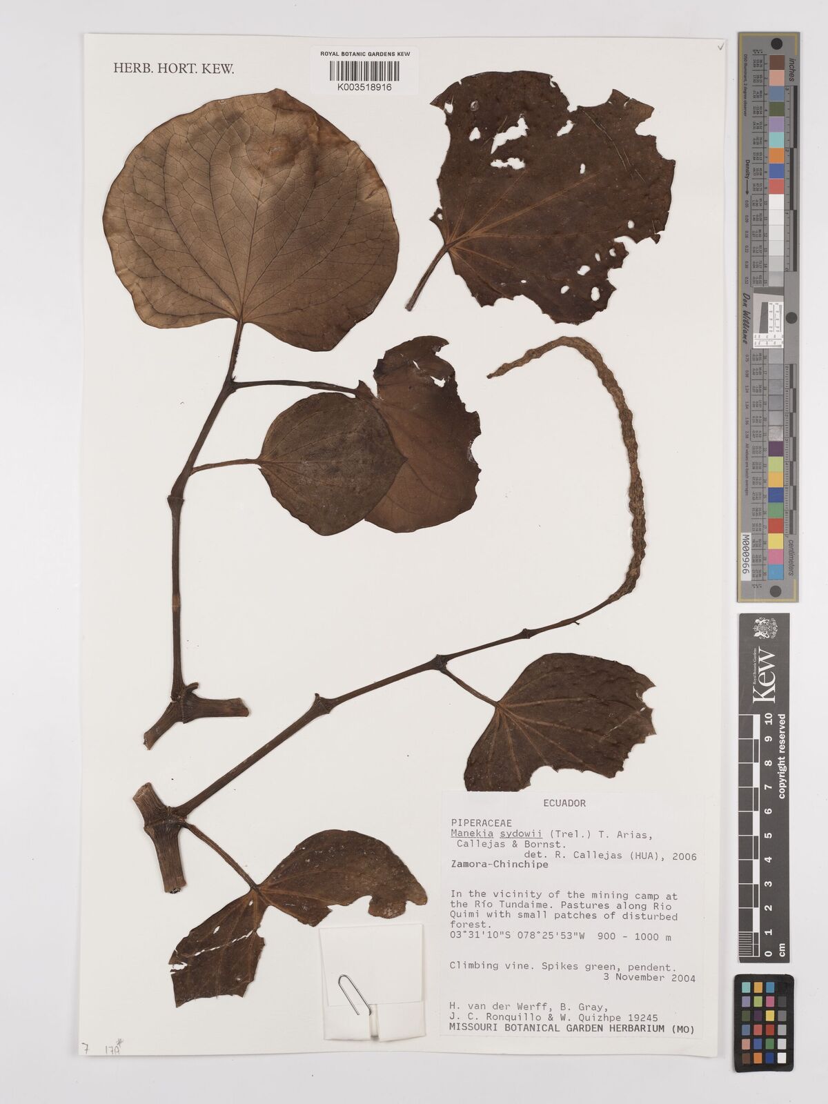 Manekia sydowii (Trel.) T.Arias, Callejas & Bornst. | Plants of the ...