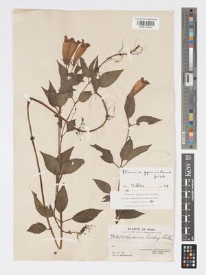 Seemannia sylvatica (Kunth) Hanst. | Plants of the World Online | Kew ...