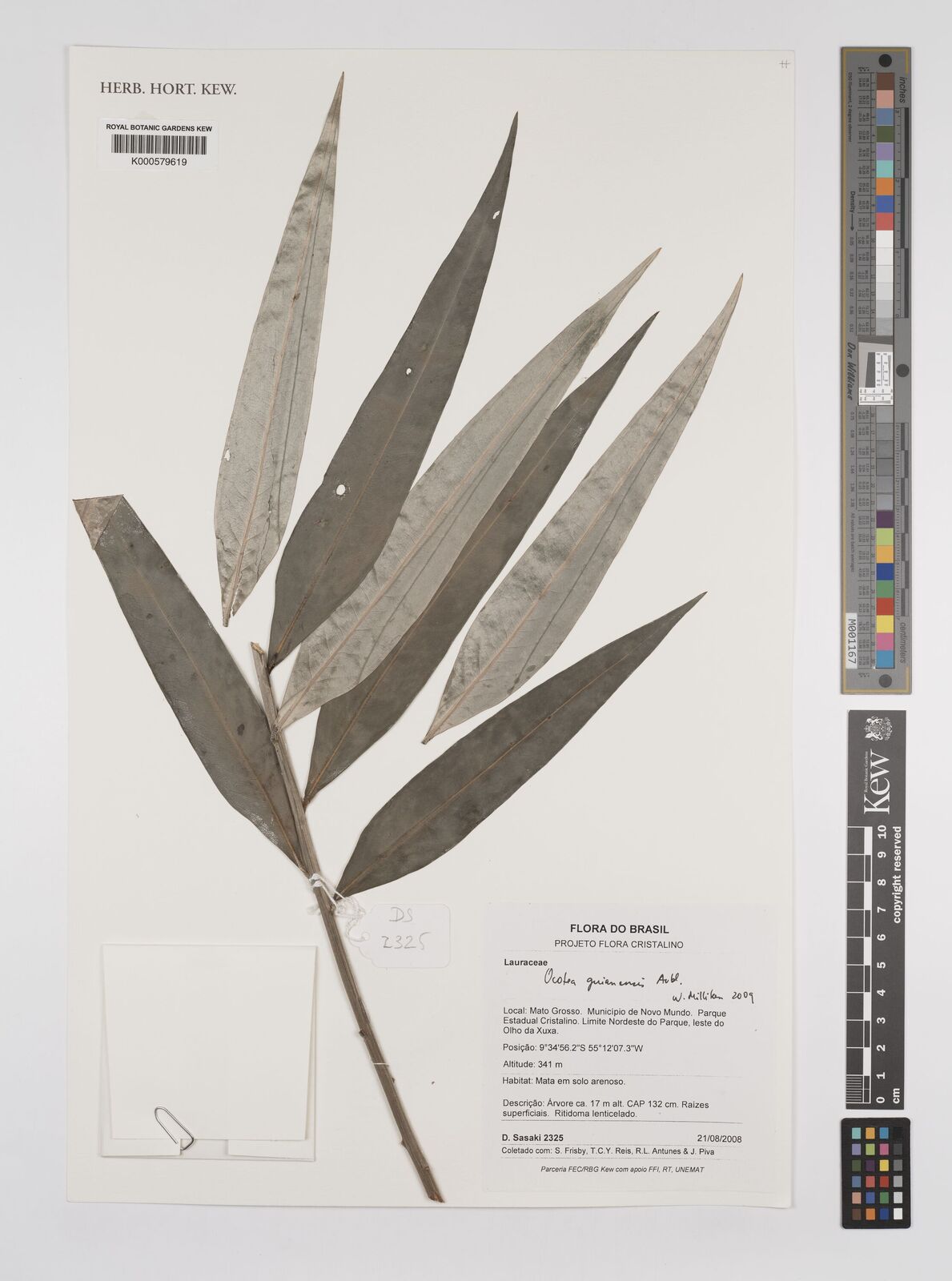 Ocotea guianensis Aubl. | Plants of the World Online | Kew Science