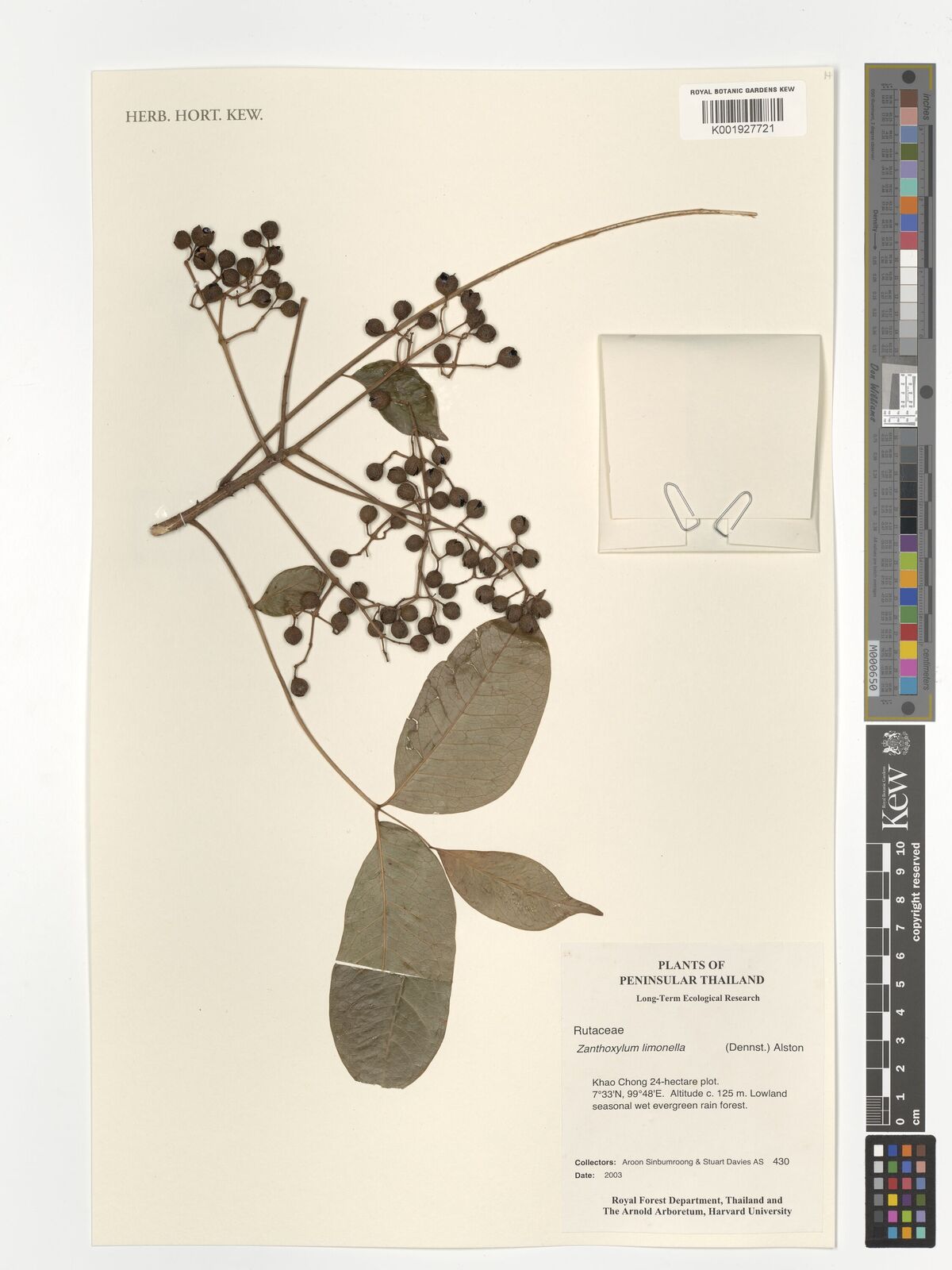 Zanthoxylum rhetsa (Roxb.) DC. | Plants of the World Online | Kew Science