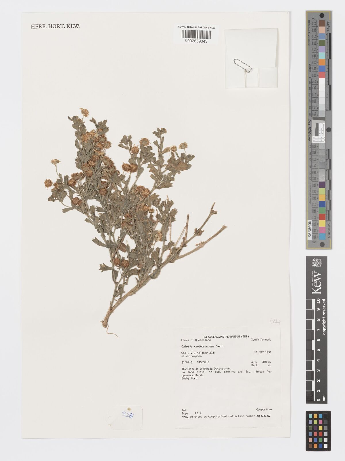 Calotis xanthosioidea Domin | Plants of the World Online | Kew Science