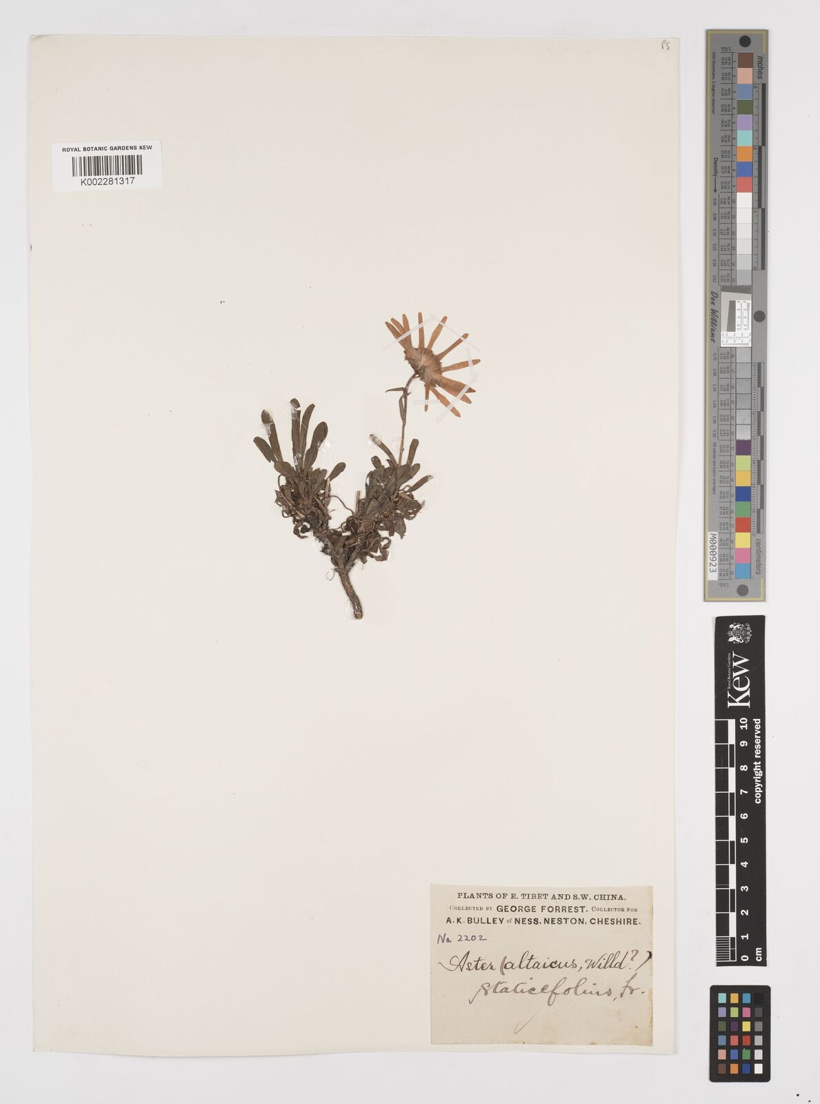 Geothamnus batangensis (Bureau & Franch.) G.L.Nesom | Plants of the ...