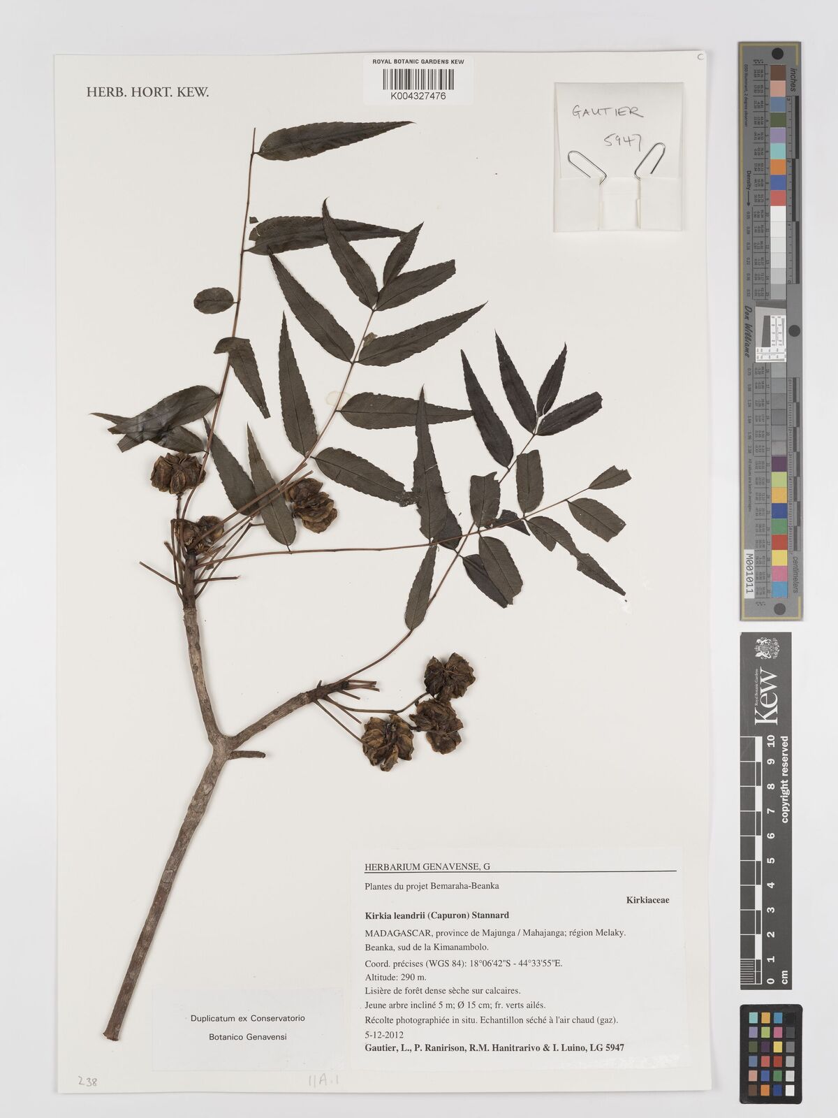 Kirkia Oliv. | Plants of the World Online | Kew Science