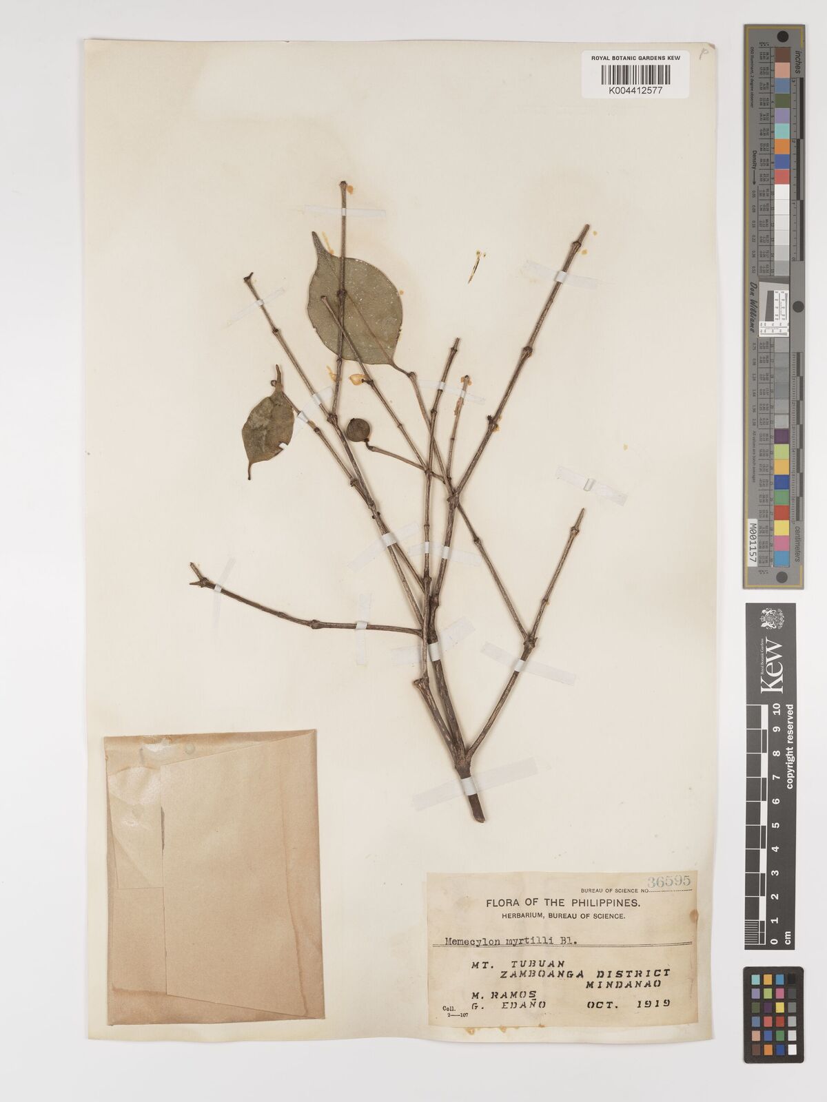 Memecylon lilacinum Zoll. & Moritzi | Plants of the World Online | Kew ...