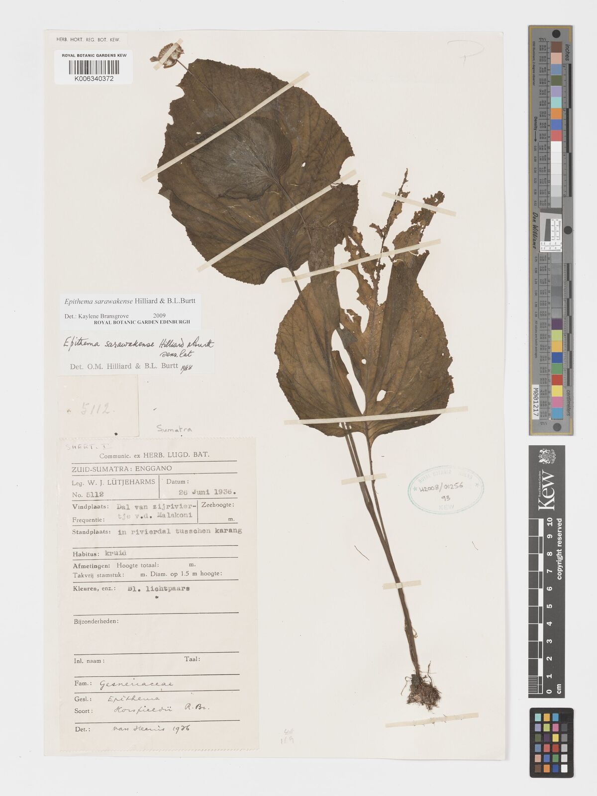 Epithema sarawakense Hilliard & B.L.Burtt | Plants of the World Online ...