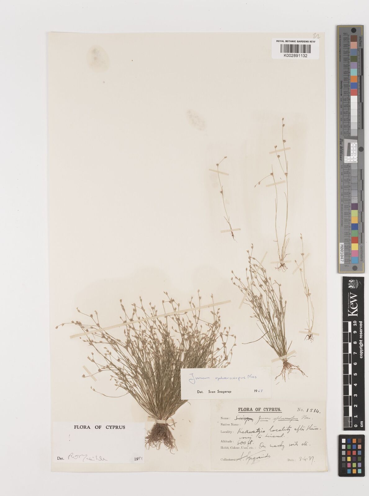 Juncus sphaerocarpus Nees | Plants of the World Online | Kew Science