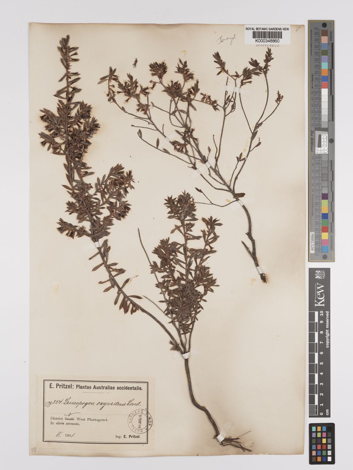 Leptecophylla oxycedrus (Labill.) Jarman | Plants of the World Online ...