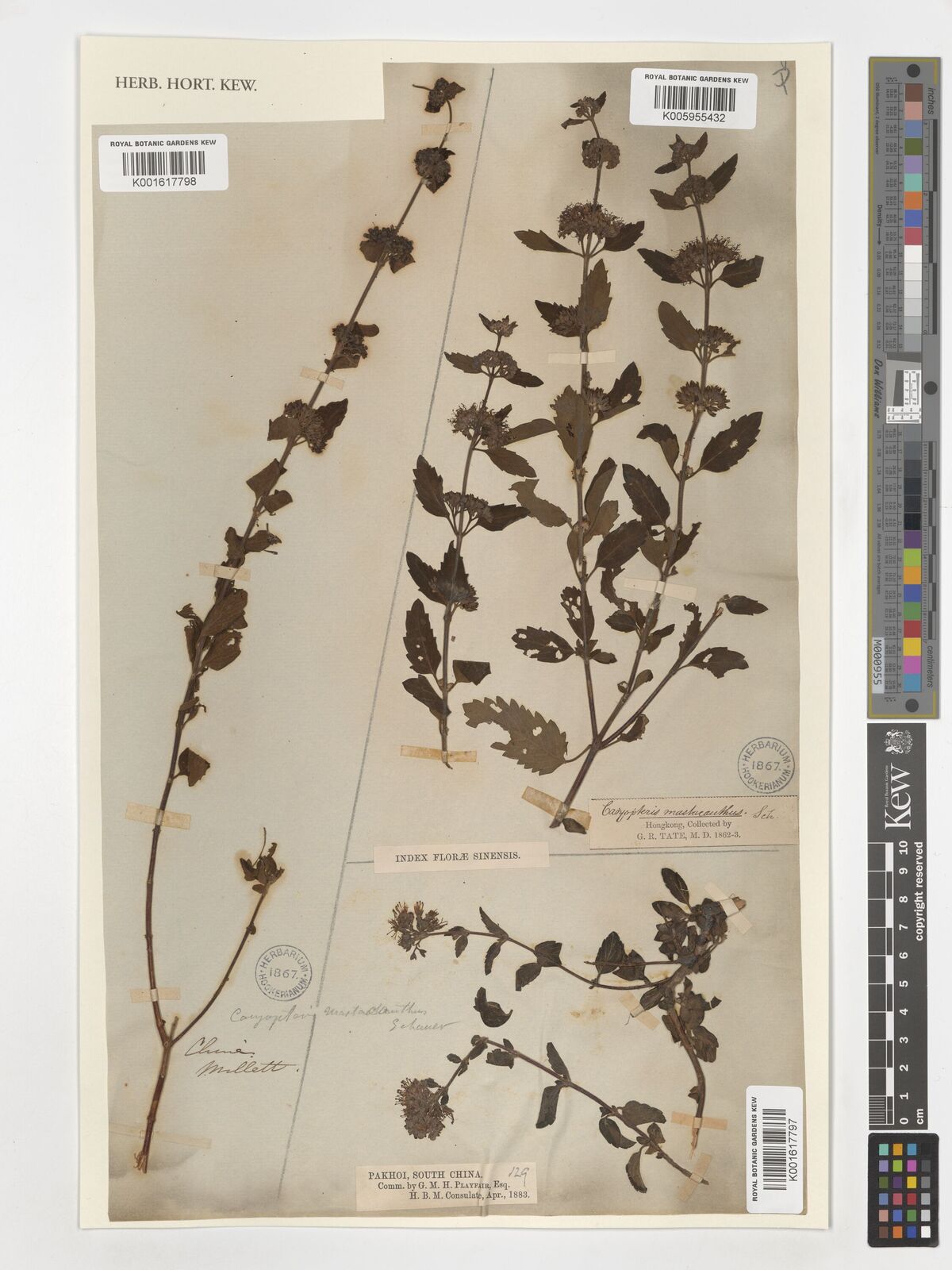 Caryopteris incana var. incana | Plants of the World Online | Kew Science