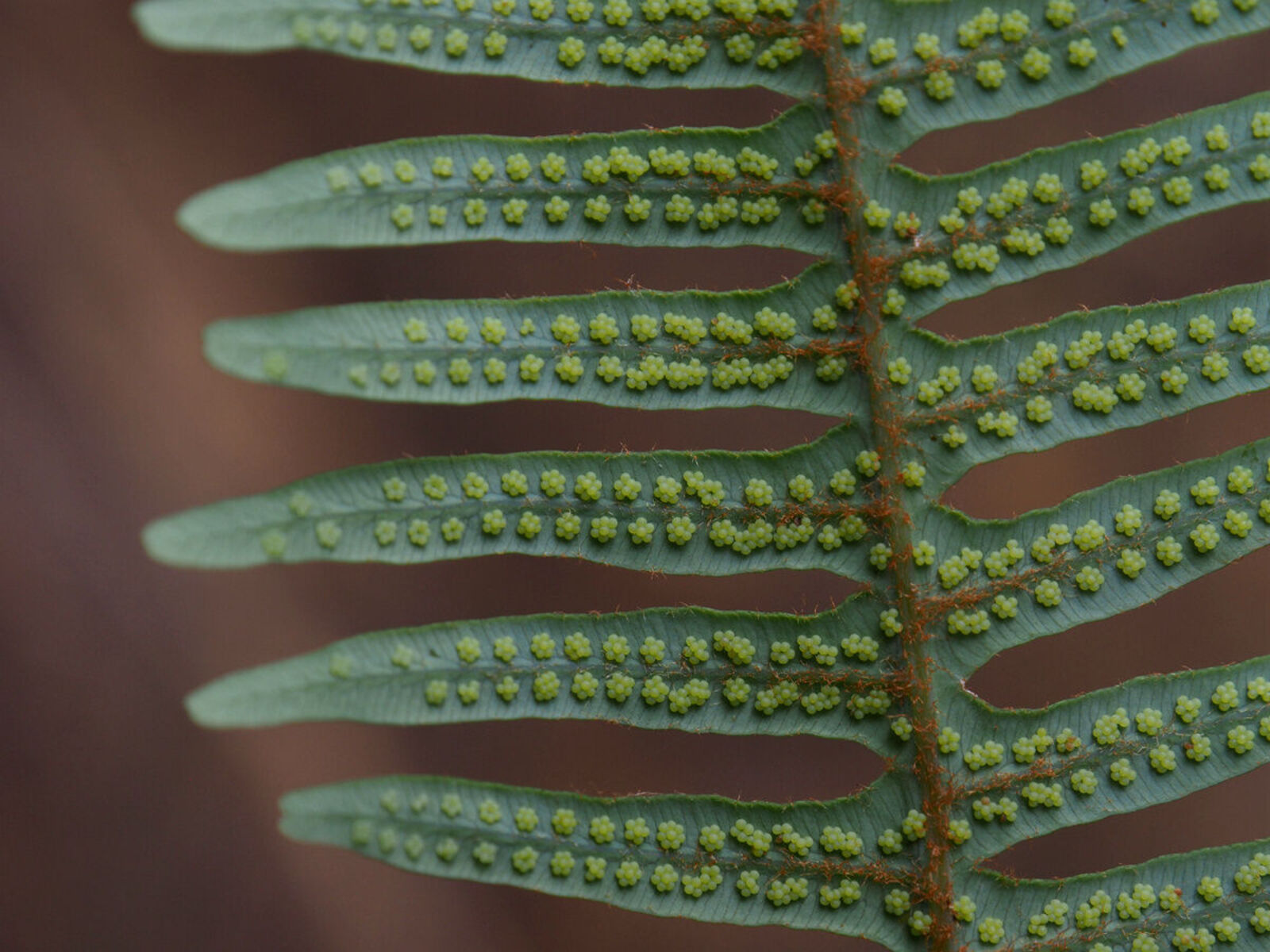 Dicranopteris pedata (Houtt.) Nakaike | Plants of the World Online ...
