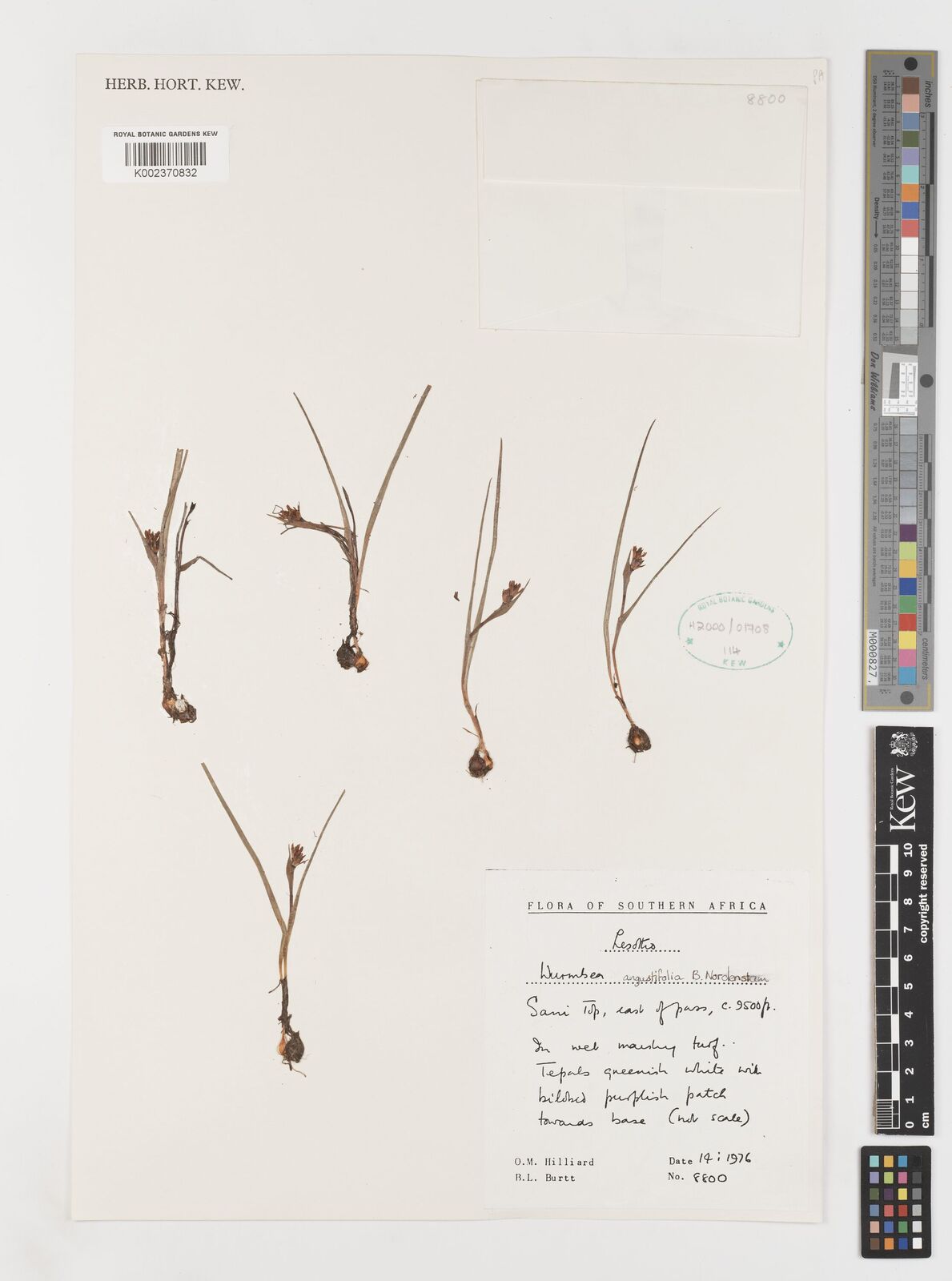 Wurmbea angustifolia B.Nord. | Plants of the World Online | Kew Science