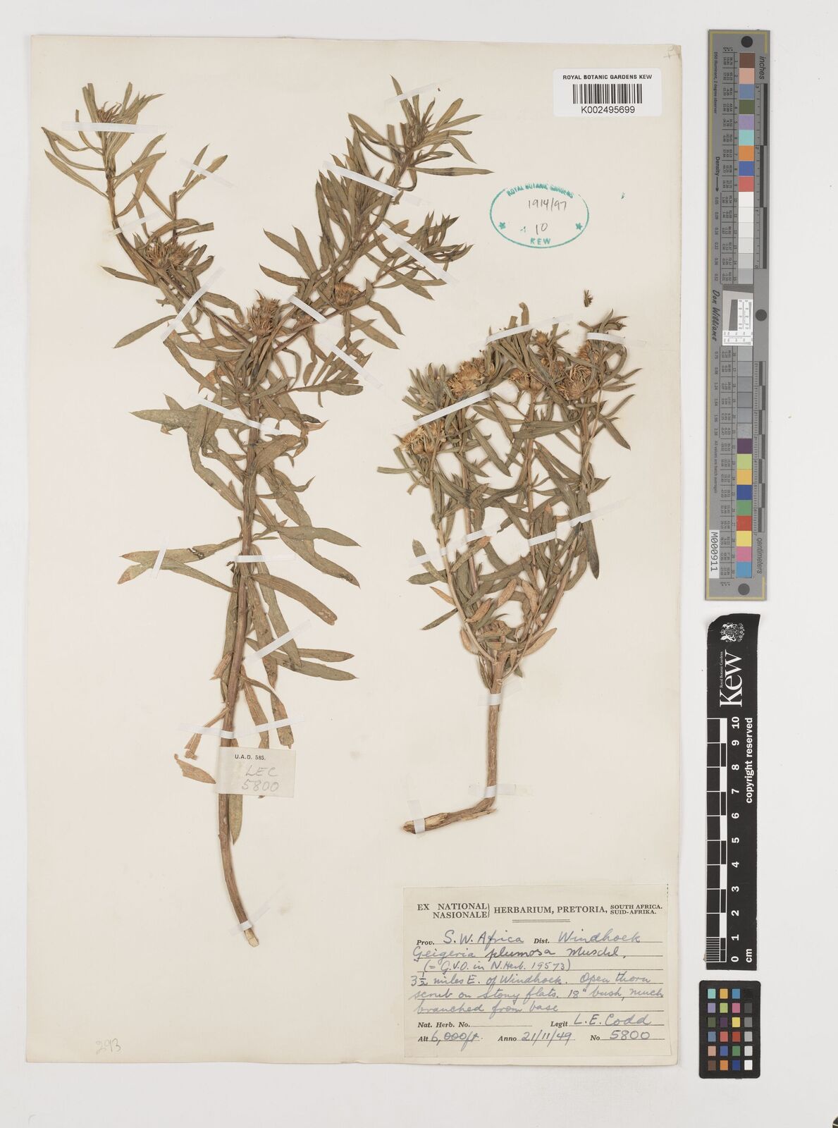 Geigeria plumosa Muschl. | Plants of the World Online | Kew Science