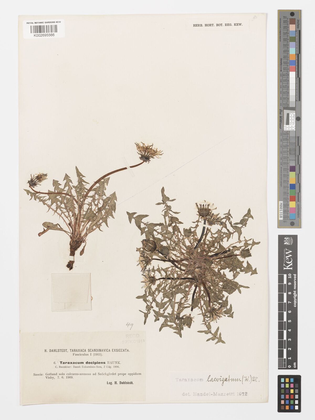 Taraxacum decipiens Raunk. | Plants of the World Online | Kew Science