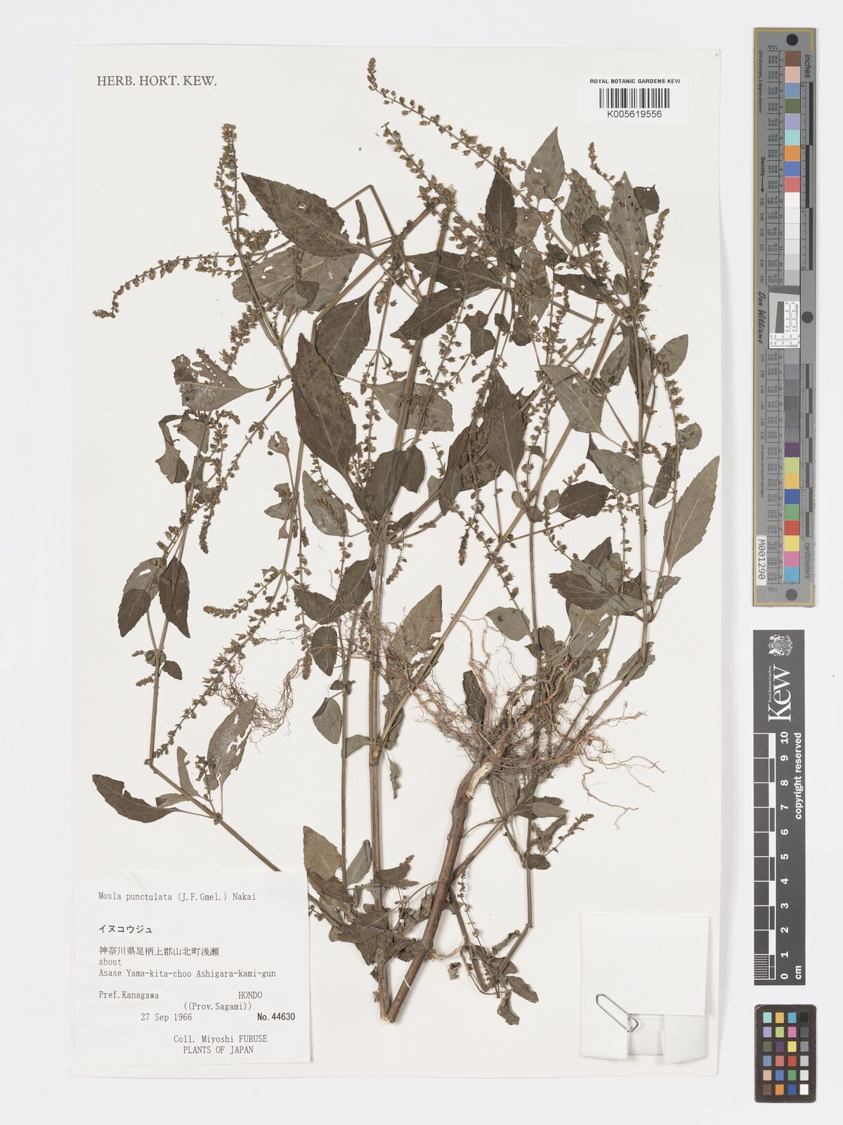 Mosla scabra (Thunb.) C.Y.Wu & H.W.Li | Plants of the World Online ...