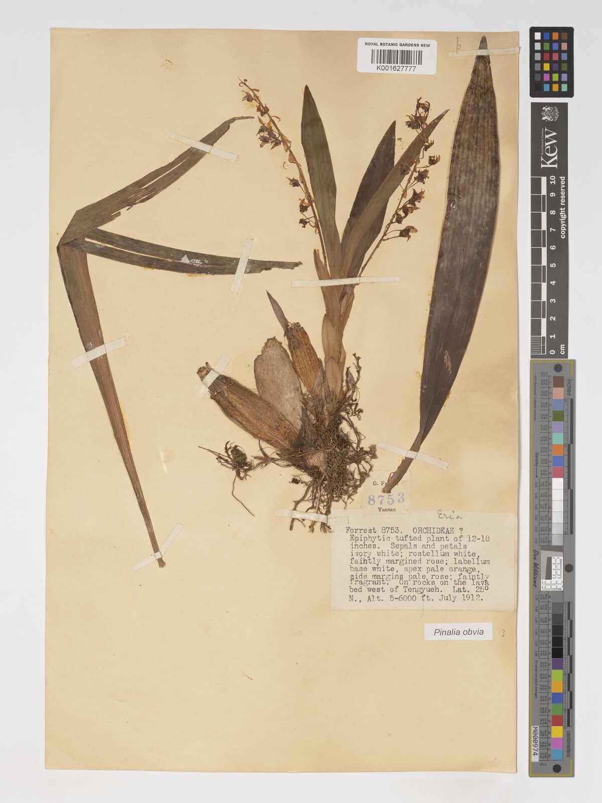 Pinalia obvia (W.W.Sm.) S.C.Chen & J.J.Wood | Plants of the World ...