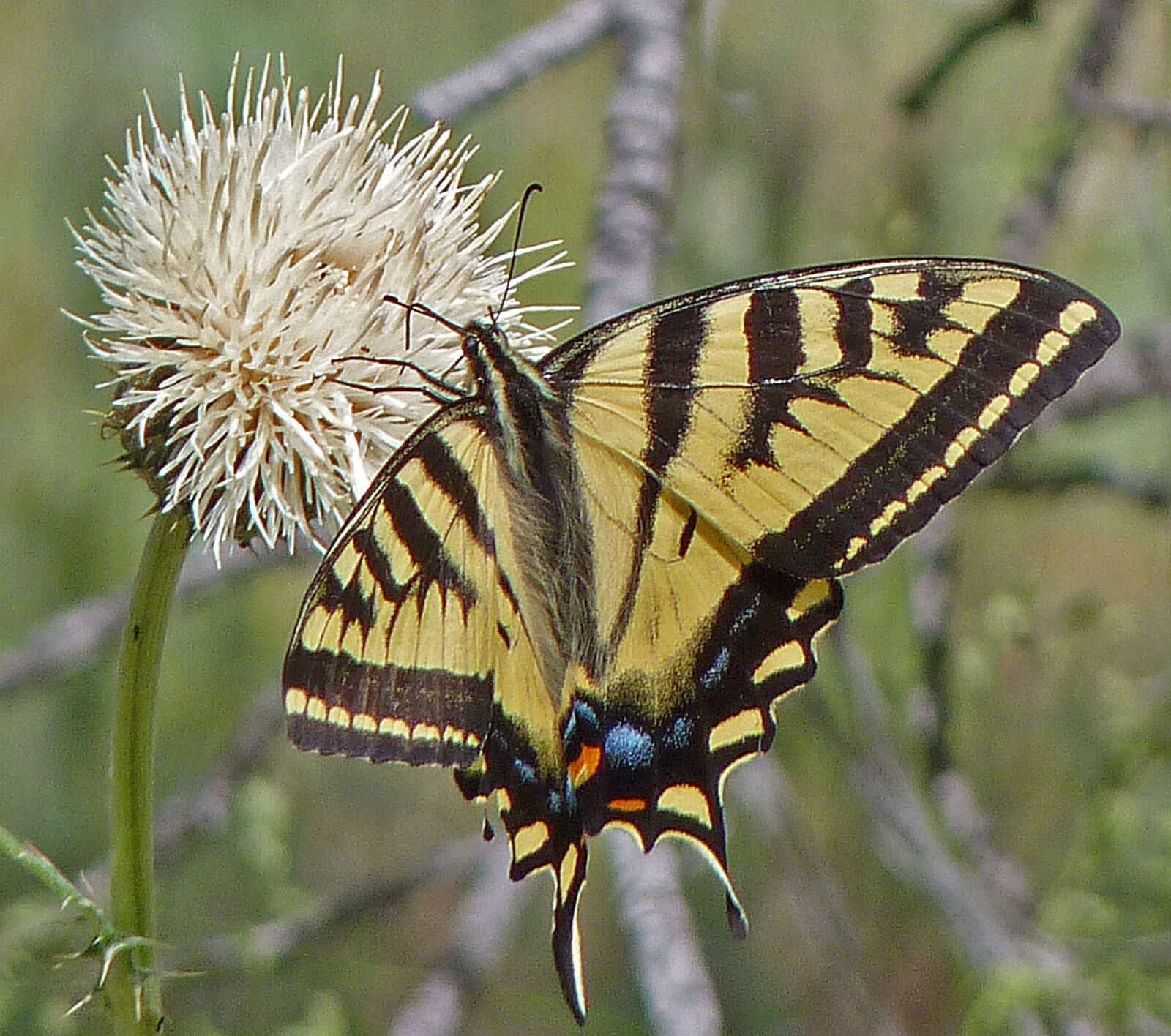 Cirsium tracyi (Rydb.) Petr. | Plants of the World Online | Kew Science