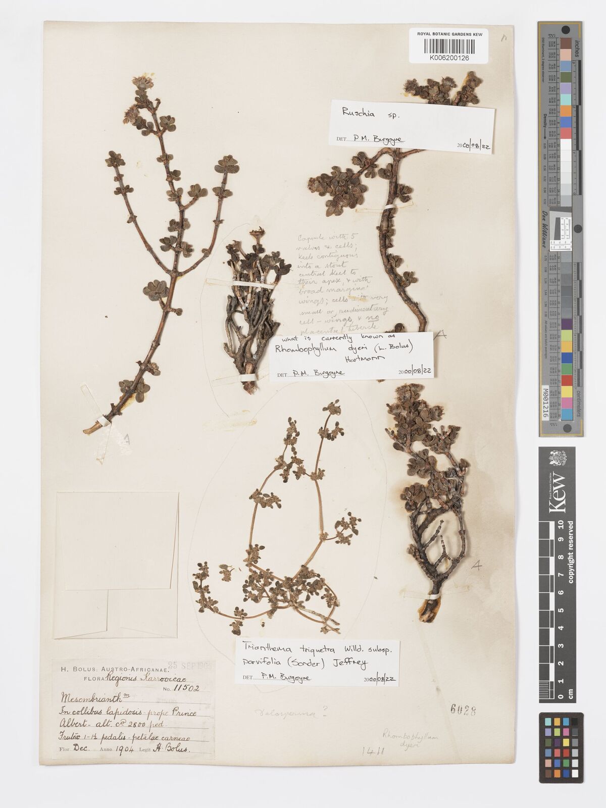 Rhombophyllum dyeri (L.Bolus) H.E.K.Hartmann | Plants of the World ...