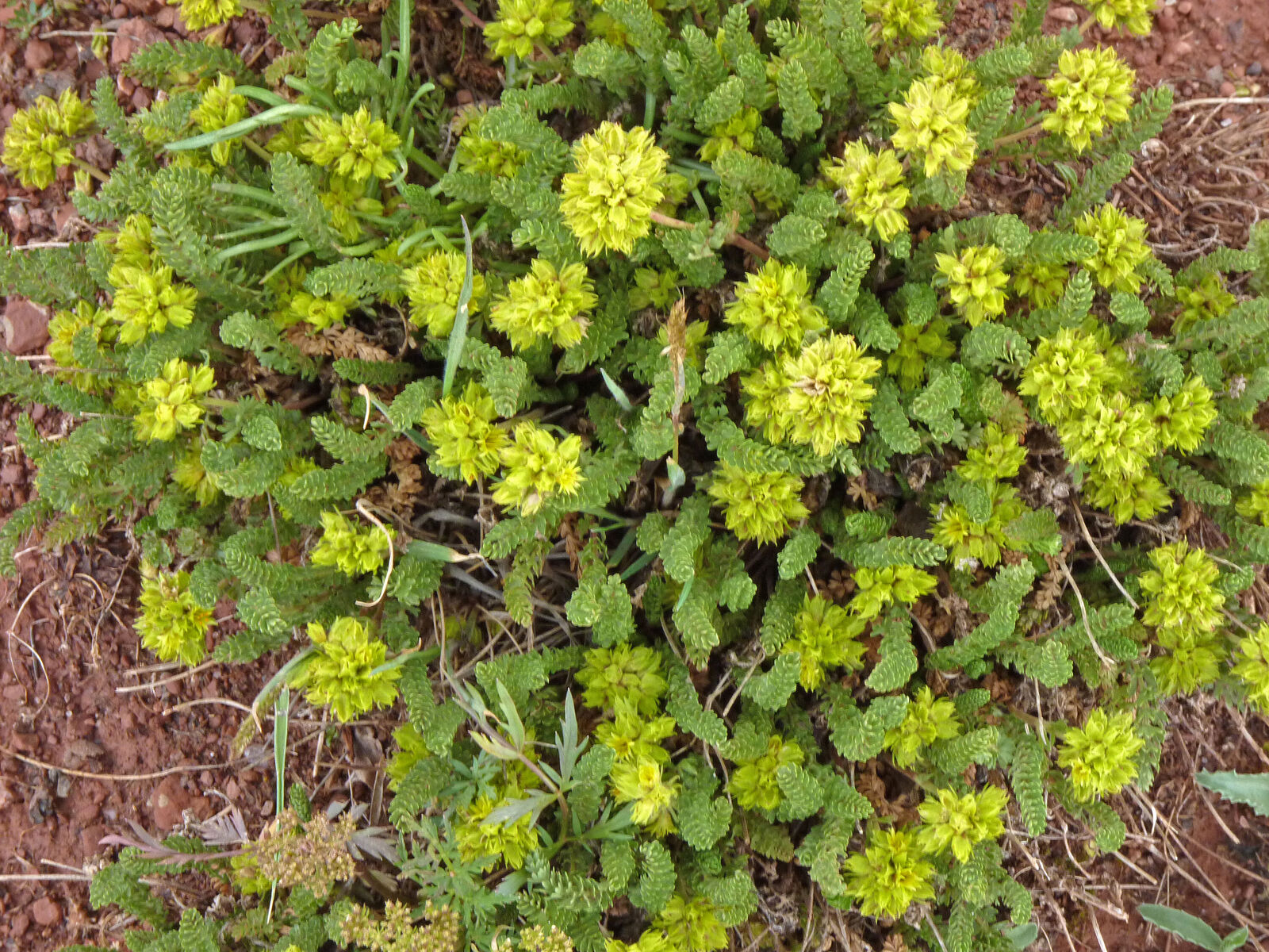 Potentilla gordonii var. gordonii | Plants of the World Online | Kew ...