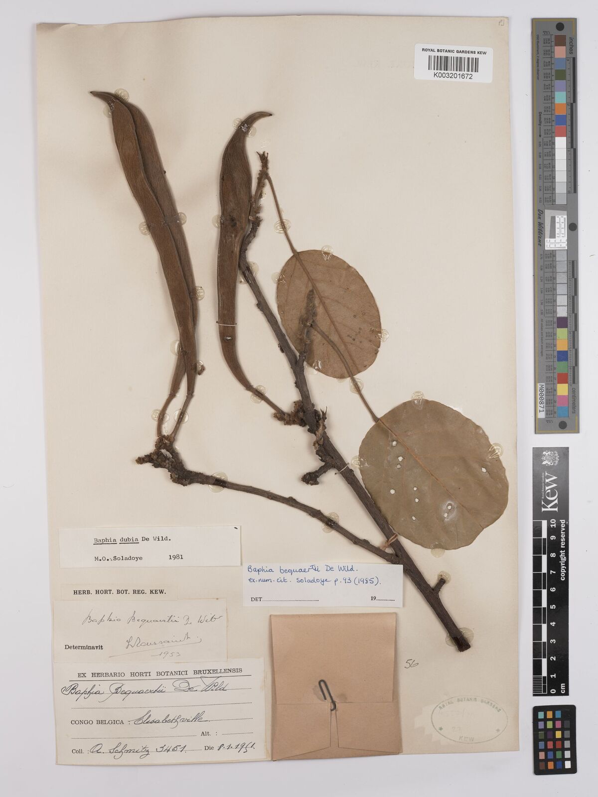 Baphia bequaertii De Wild. | Plants of the World Online | Kew Science