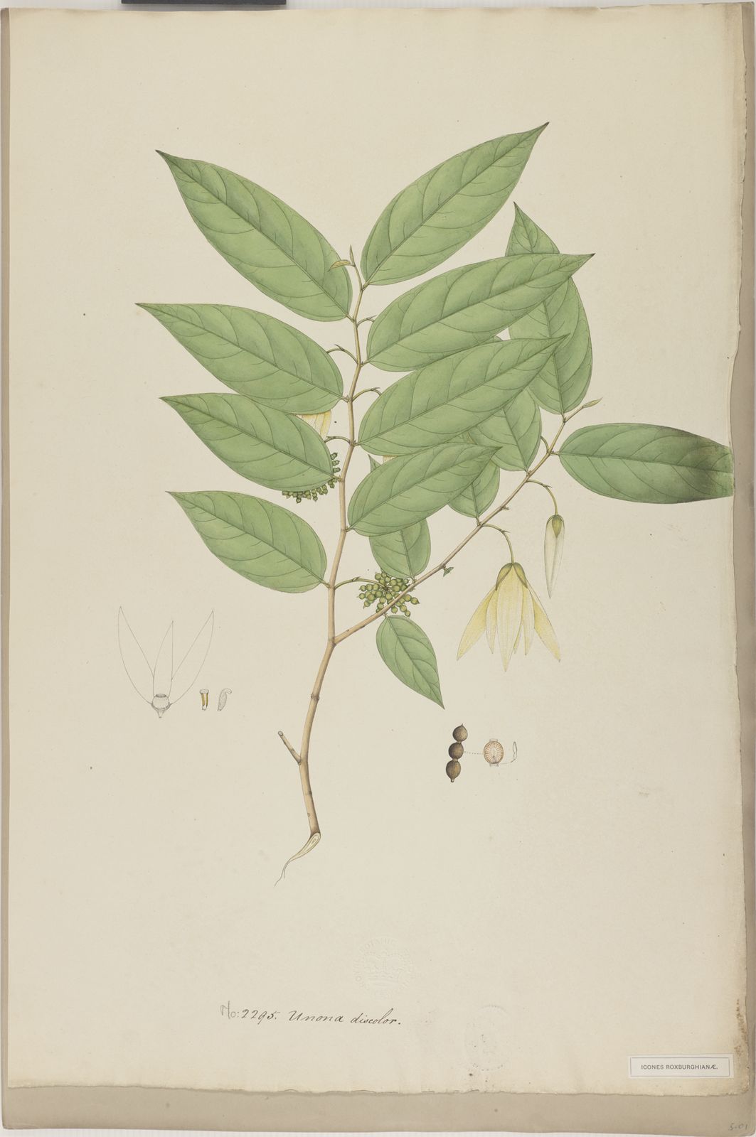 Desmos chinensis Lour. | Plants of the World Online | Kew Science