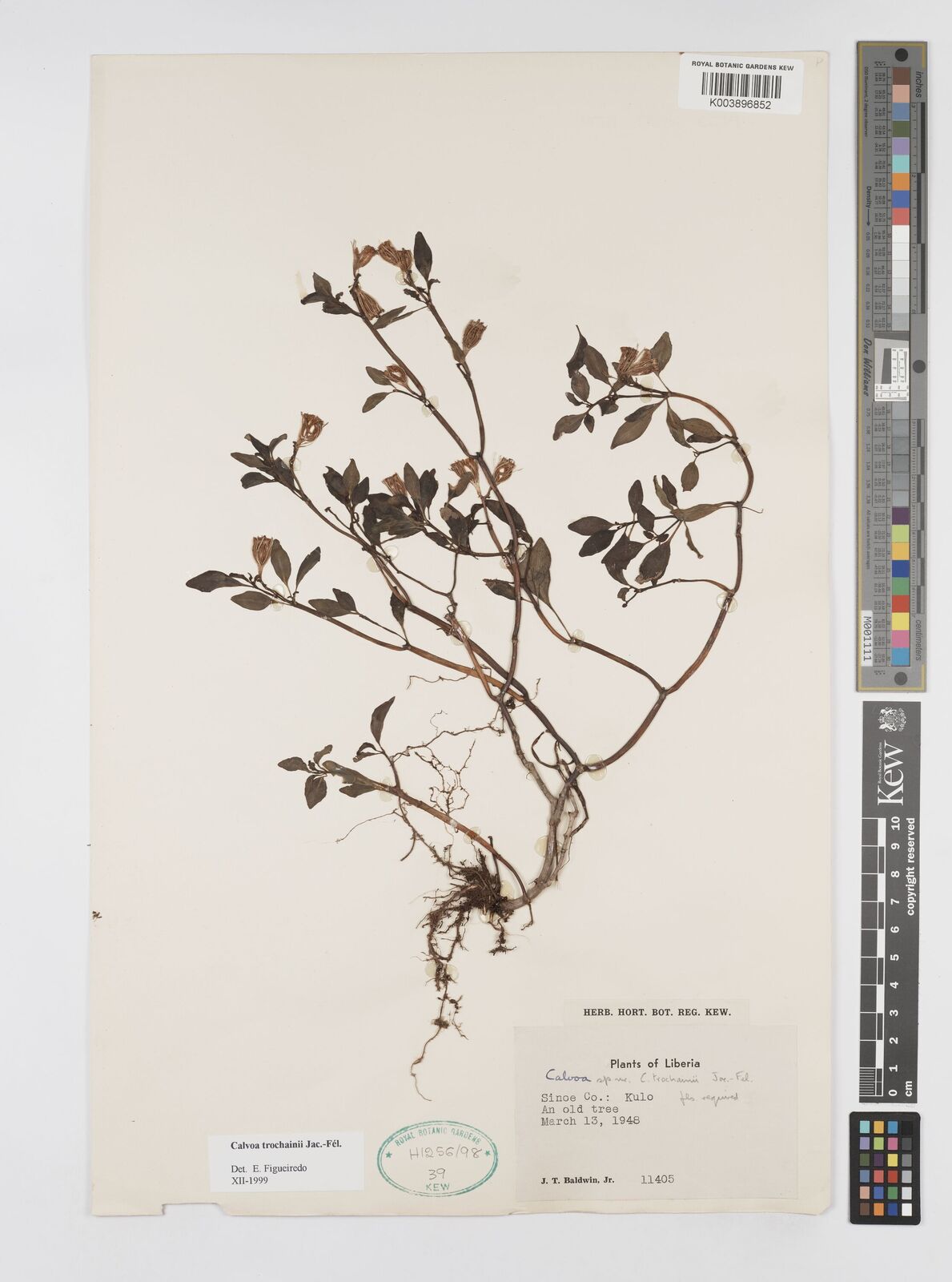 Calvoa trochainii Jacq.-Fél. | Plants of the World Online | Kew Science