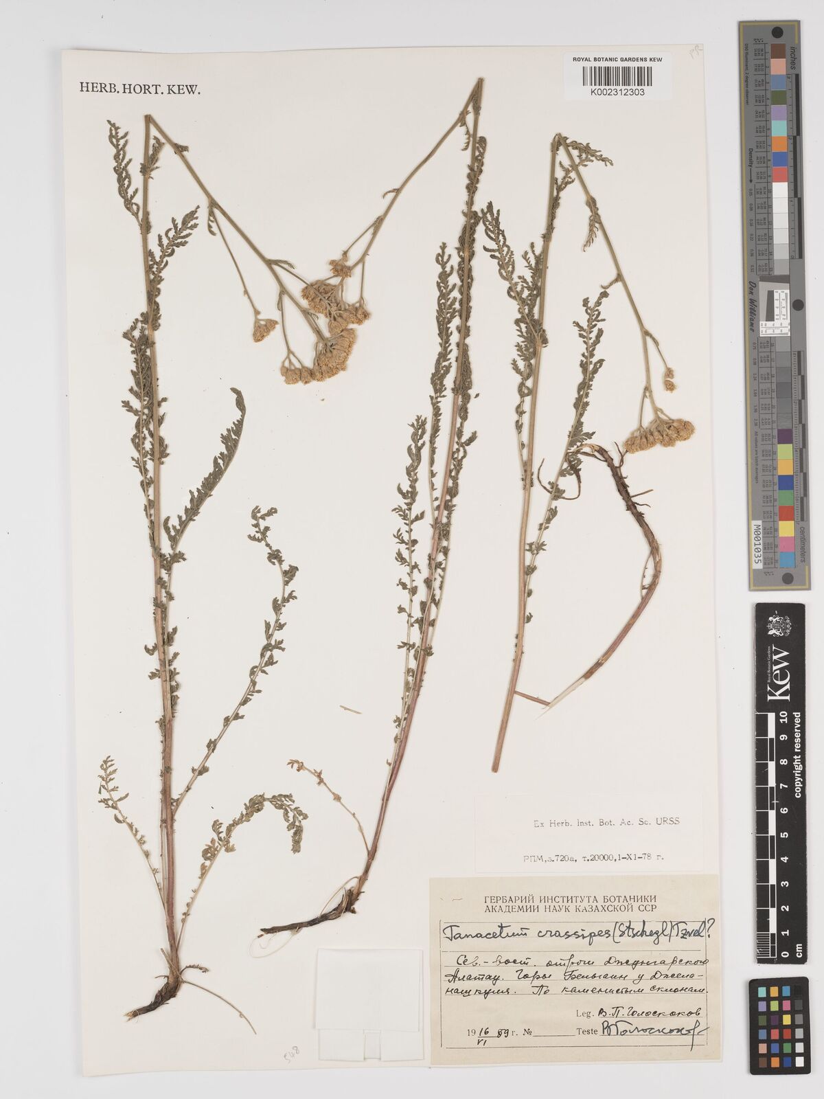 Tanacetum crassipes (Stschegl.) Tzvelev | Plants of the World Online ...