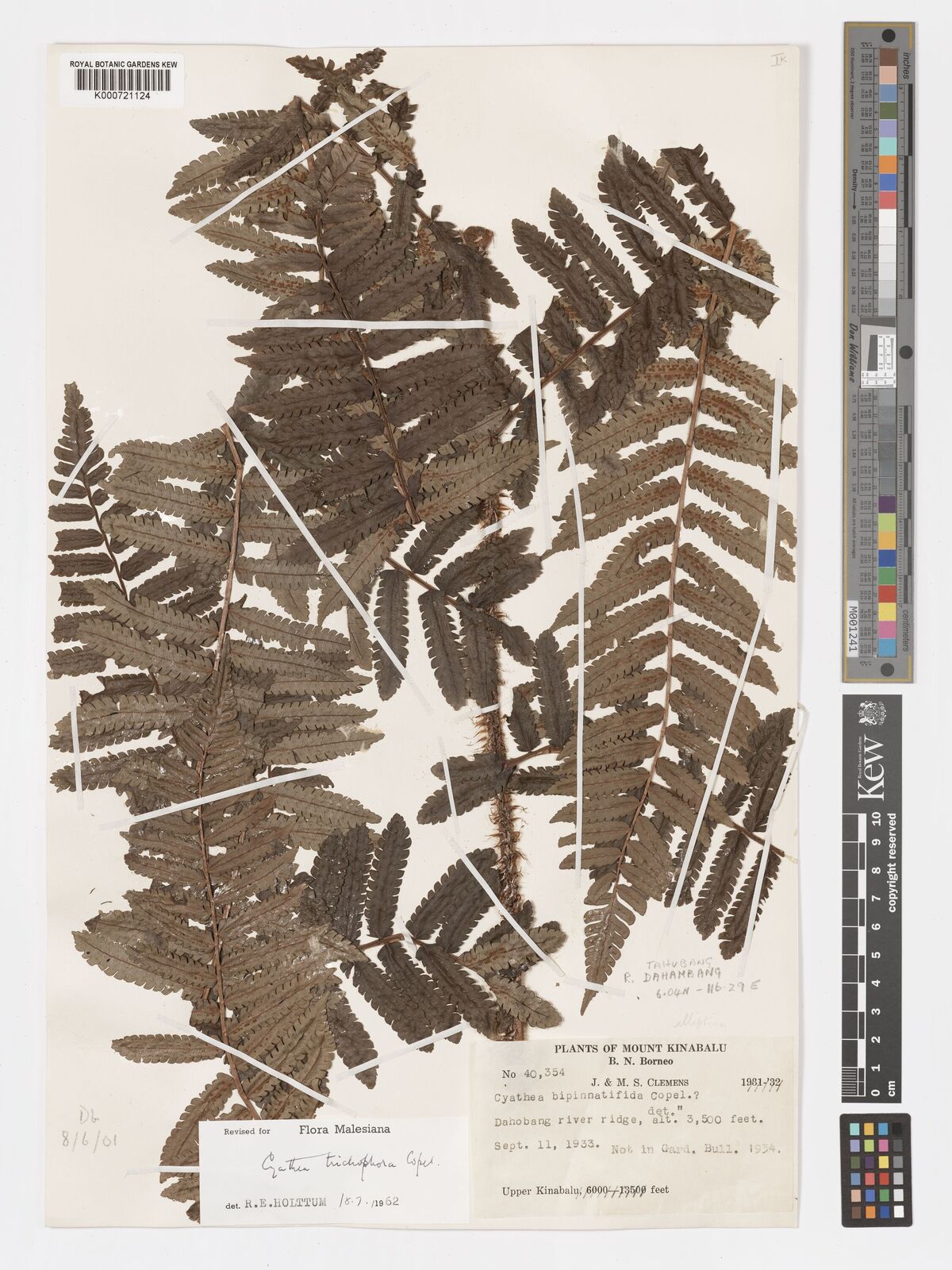 Sphaeropteris trichophora (Copel.) R.M.Tryon | Plants of the World ...