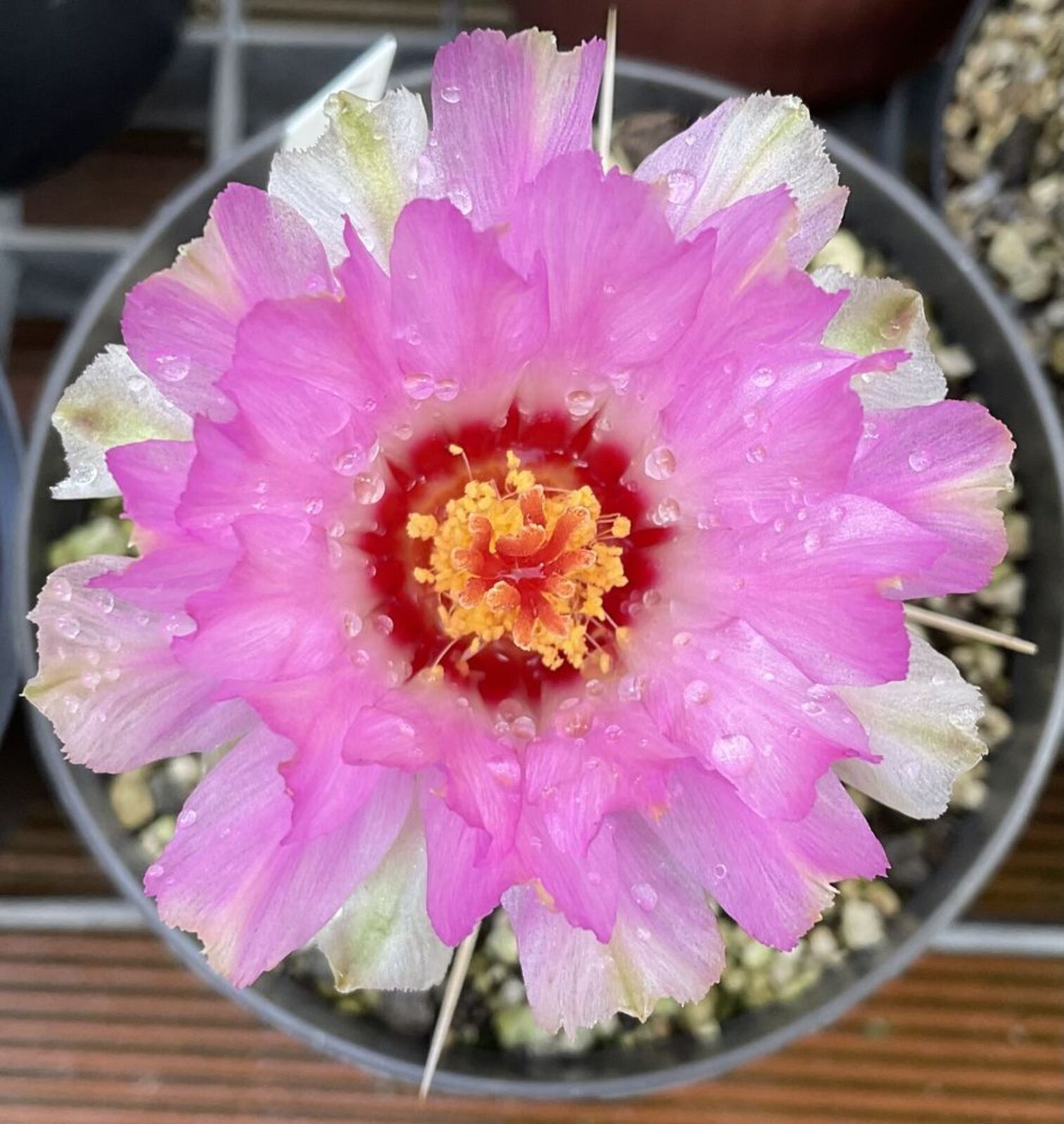 Thelocactus bicolor subsp. bicolor | Plants of the World Online | Kew ...