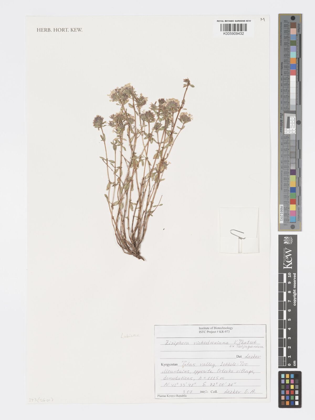 Ziziphora vichodceviana Tkatsch. ex Tulyag. | Plants of the World ...