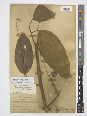 Ryparosa Blume | Plants of the World Online | Kew Science