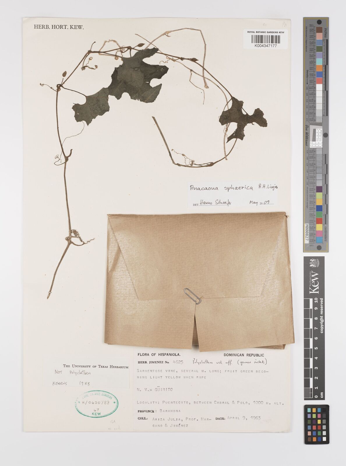 Penelopeia sphaerica (Alain) H.Schaef. & S.S.Renner | Plants of the ...