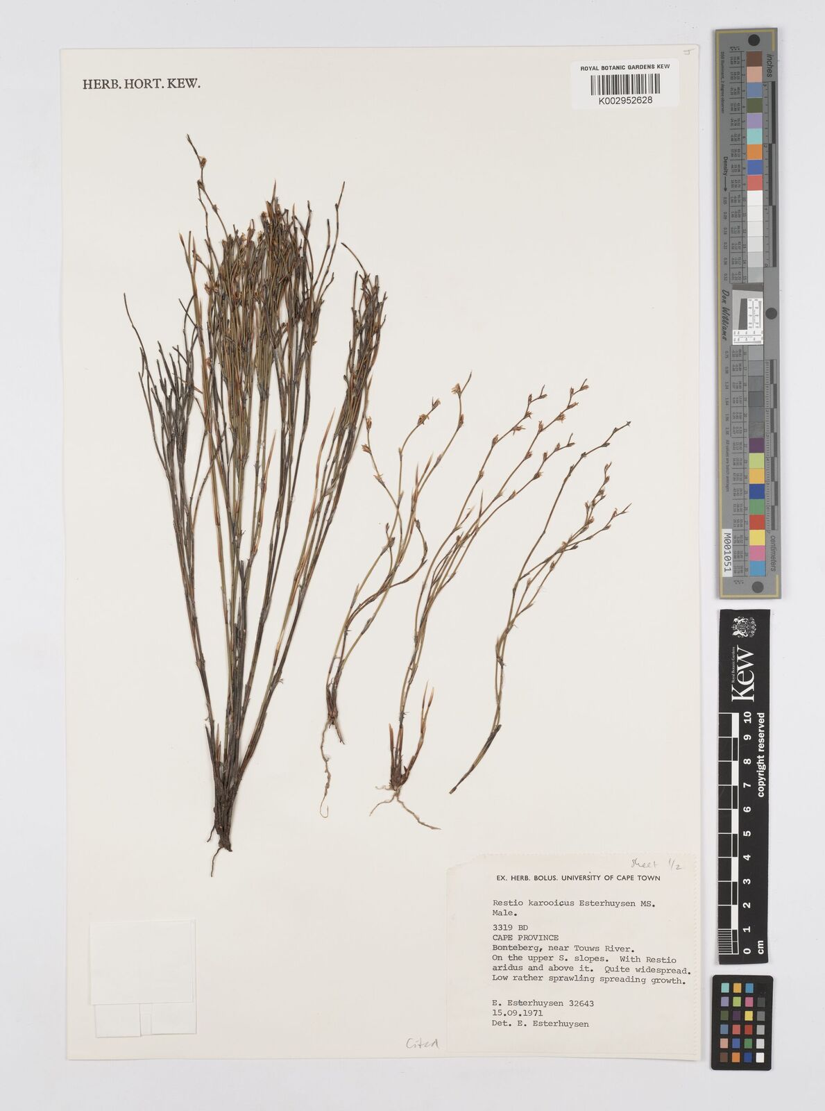 Restio karooicus (Esterh.) H.P.Linder & C.R.Hardy | Plants of the World ...
