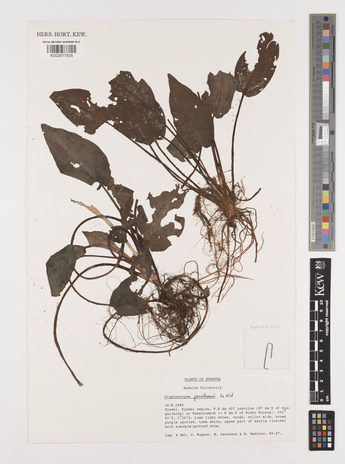 Cryptocoryne jacobsenii de Wit | Plants of the World Online | Kew Science