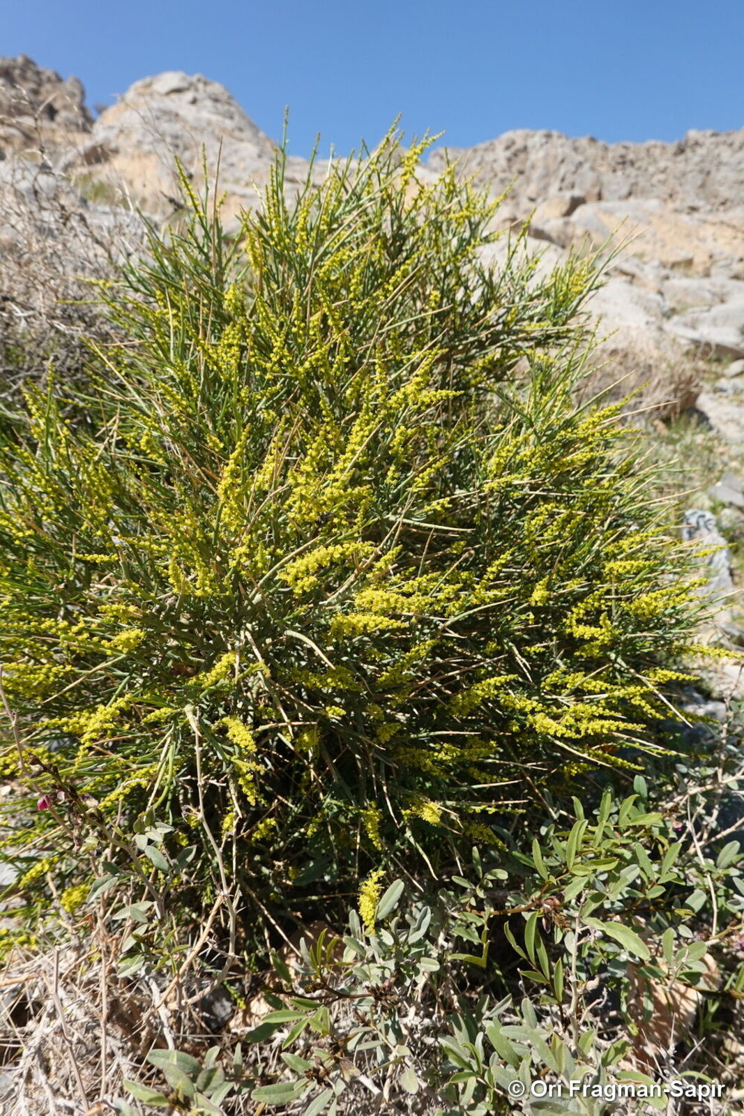 Ochradenus arabicus Chaudhary, Hillc. & A.G.Mill. | Plants of the World ...