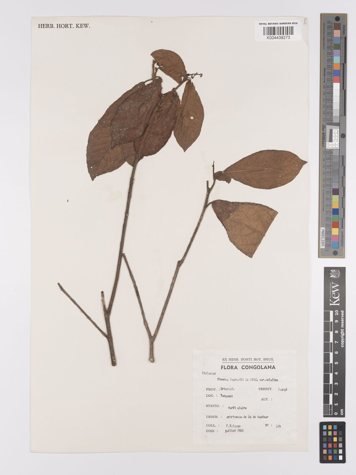 Rinorea laurentii De Wild. | Plants of the World Online | Kew Science
