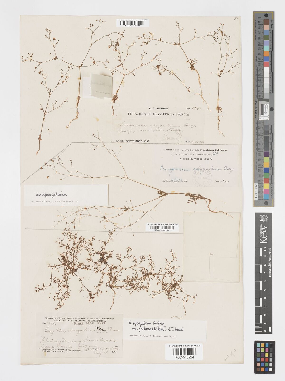 Eriogonum spergulinum var. pratense (S.Stokes) J.T.Howell | Plants of ...