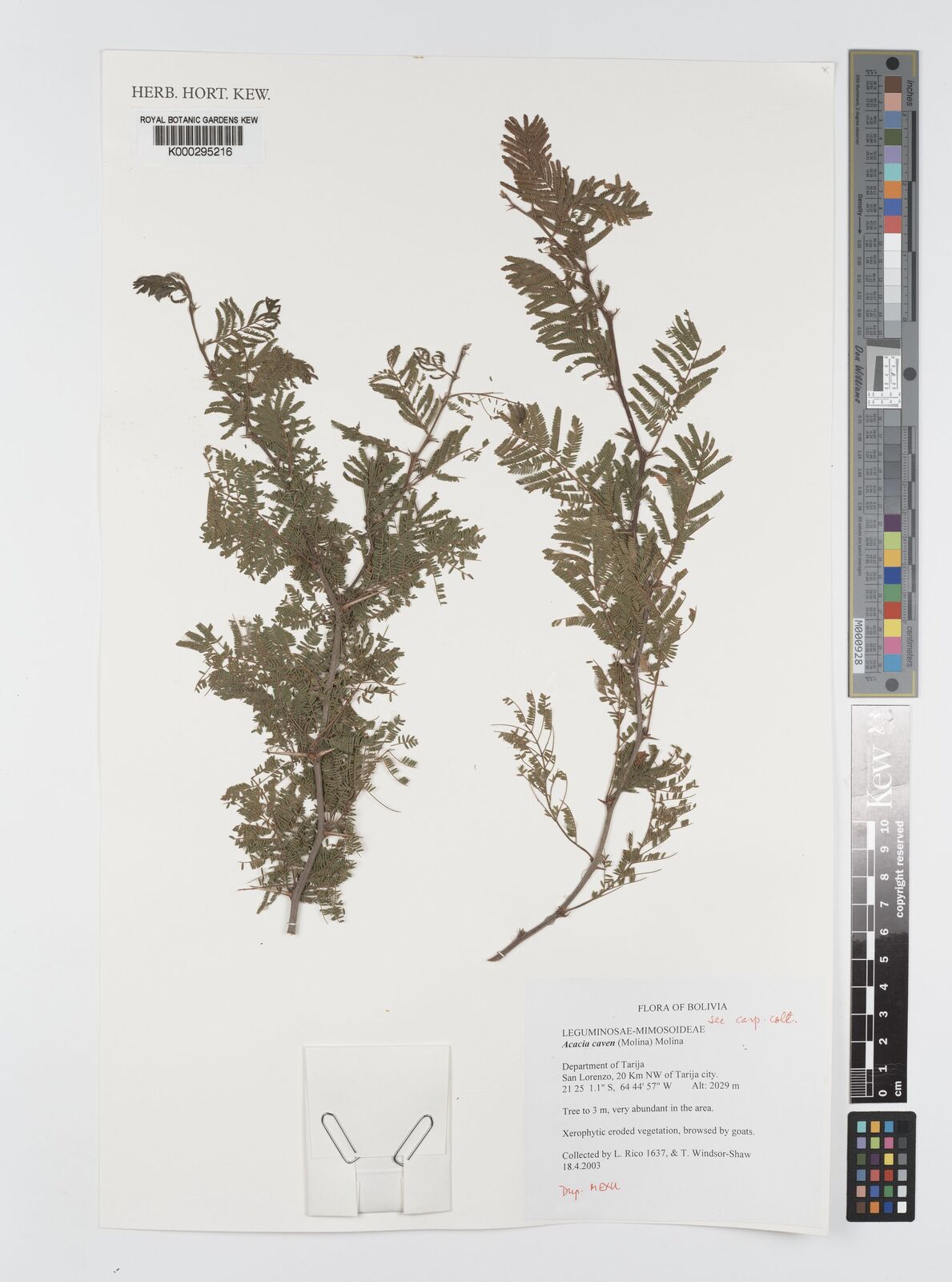 Vachellia caven (Molina) Seigler & Ebinger | Plants of the World Online ...