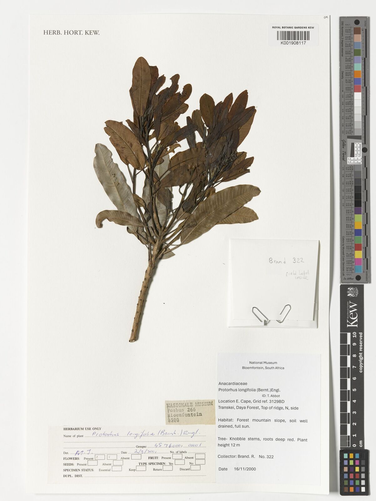 Protorhus longifolia (Bernh.) Engl. | Plants of the World Online | Kew ...