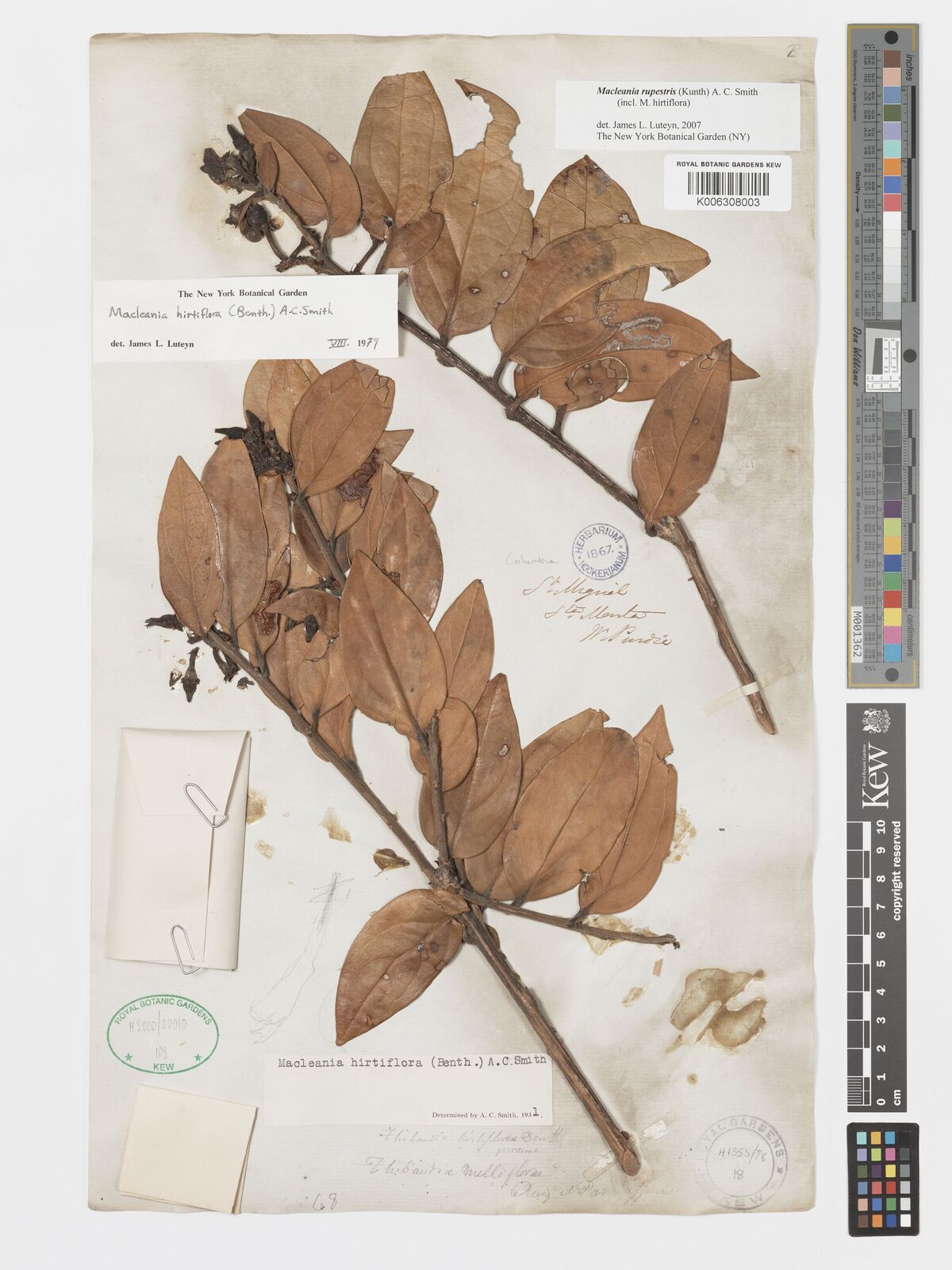 Macleania hirtiflora (Benth.) A.C.Sm. | Plants of the World Online ...