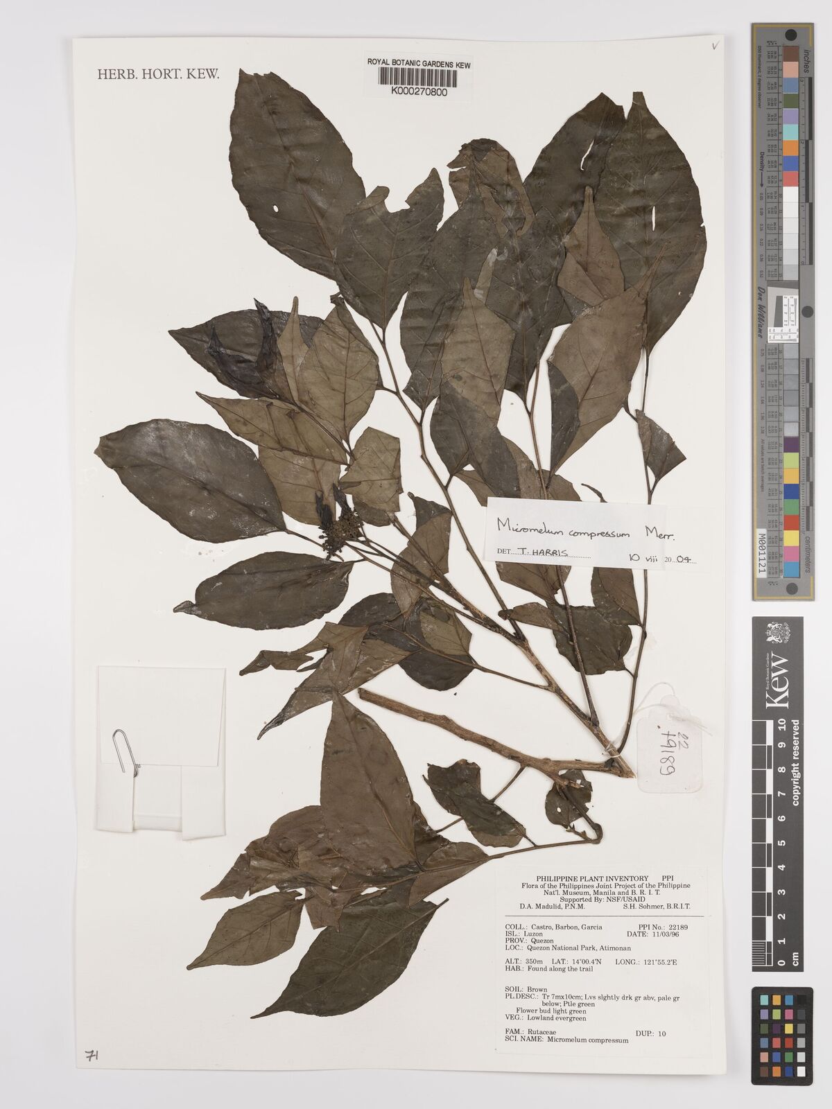 Micromelum compressum (Blanco) Merr. | Plants of the World Online | Kew ...