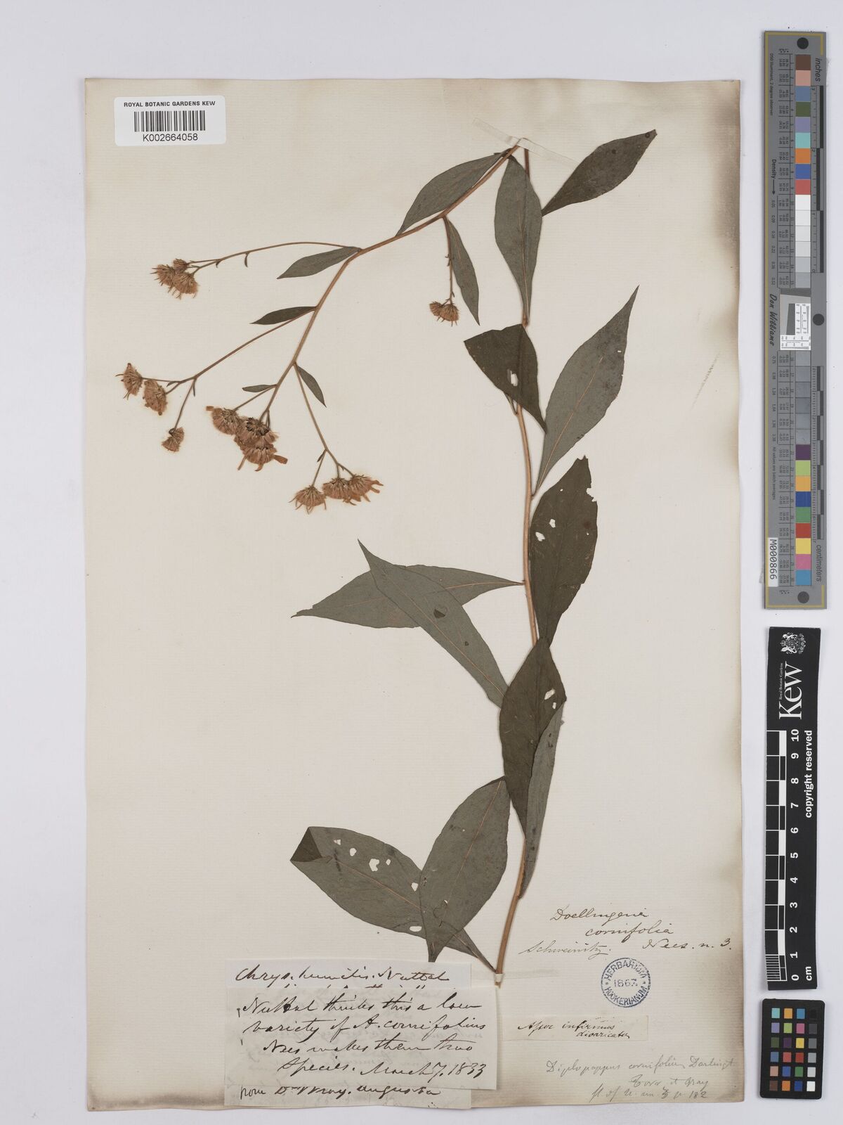 Doellingeria infirma (Michx.) Greene | Plants of the World Online | Kew ...