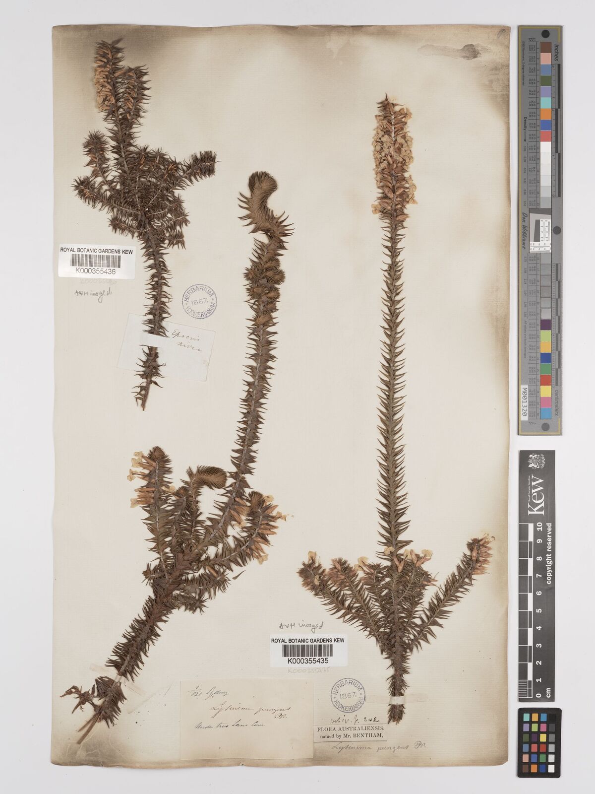 Epacris Cav. | Plants of the World Online | Kew Science